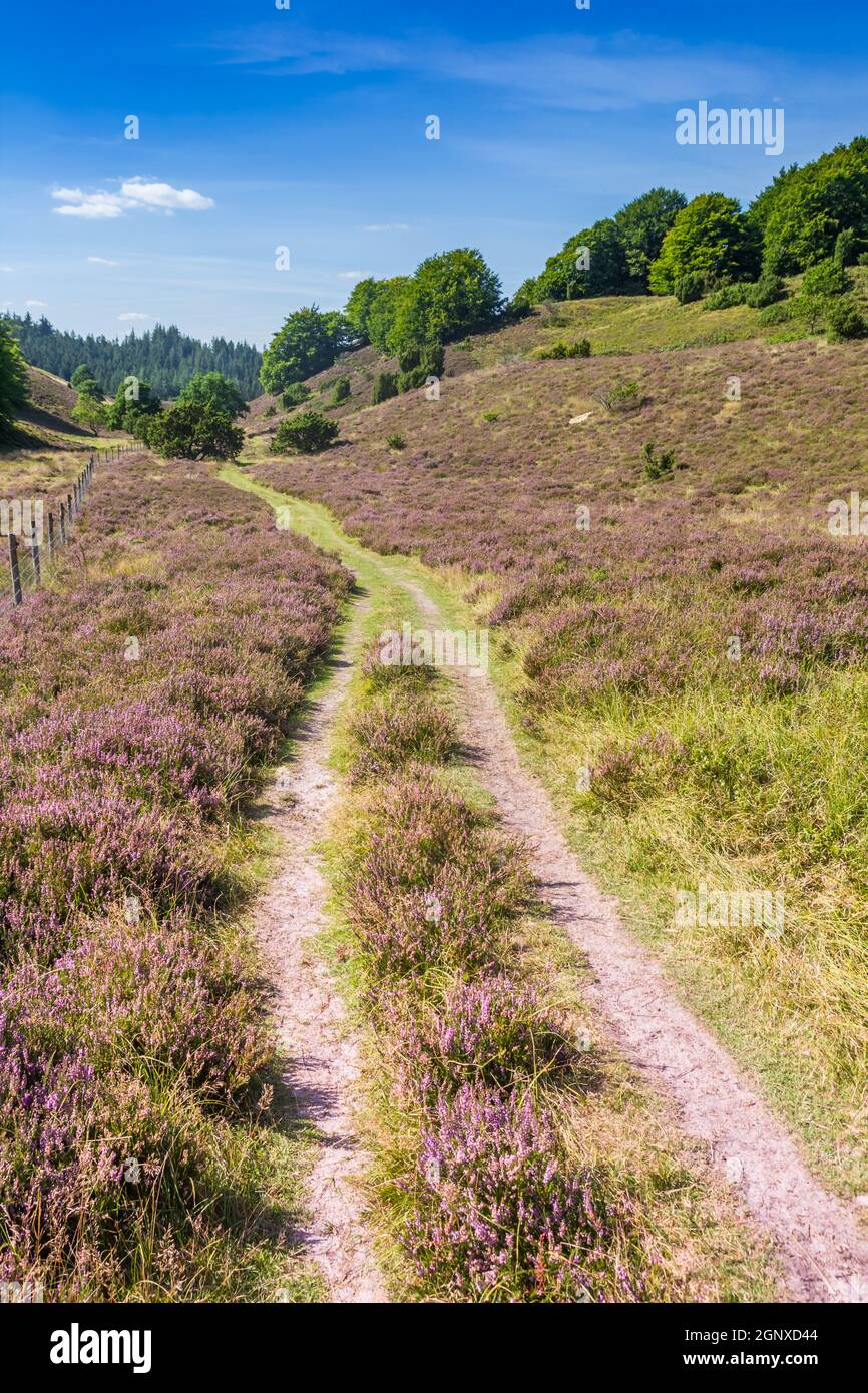 Walking path with heath in bloom through Rebild Bakker National Park ...