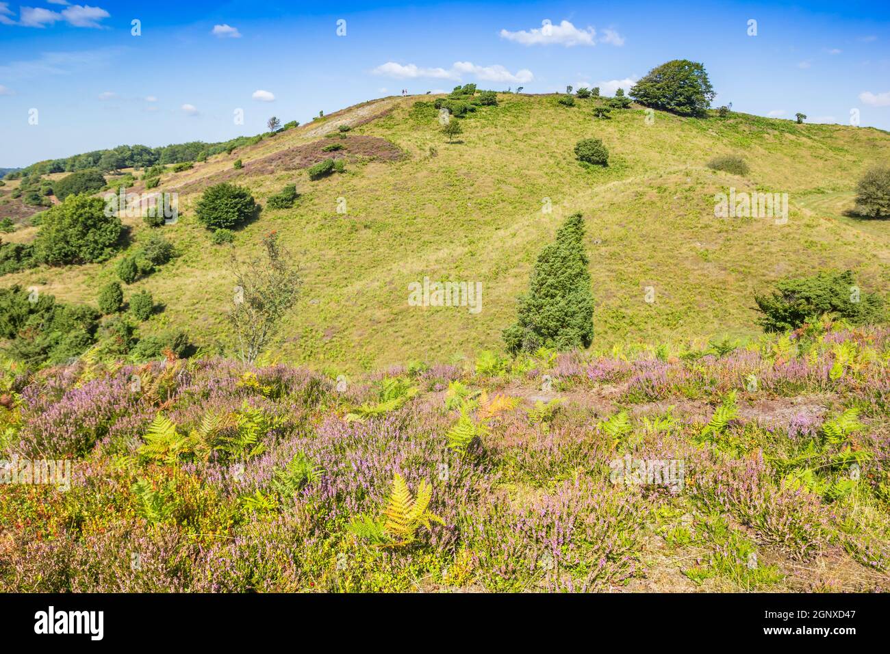 Fall colors in the hills of Rebild Bakker National Park, Denmark Stock ...