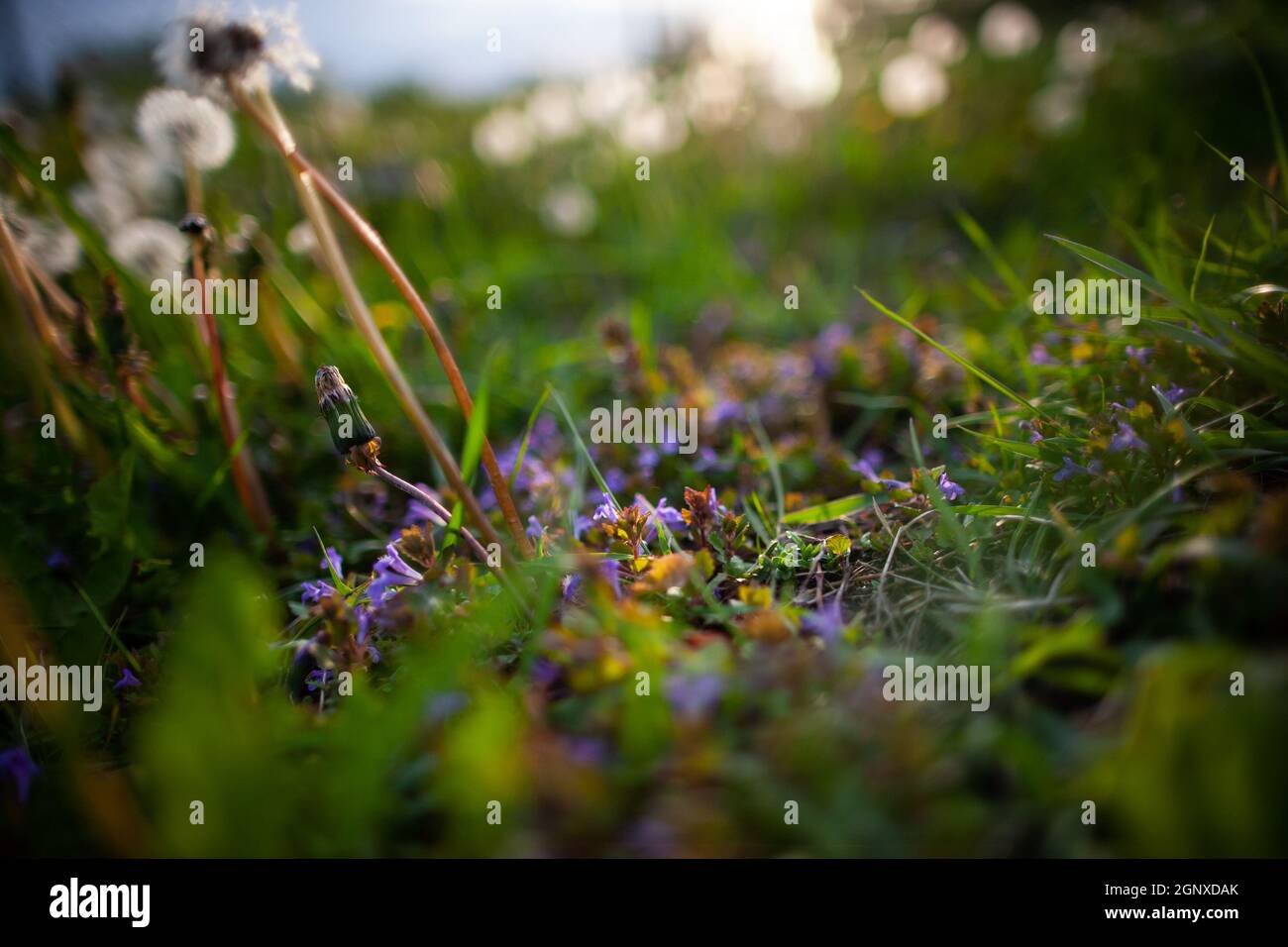 Ground level close up photo of beautiful little plants with violet ...