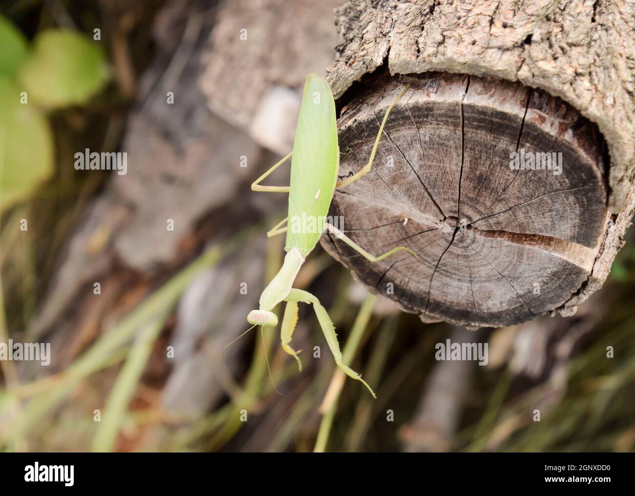 Mantis on a log acacia. Mantis looking at the camera. Mantis insect ...