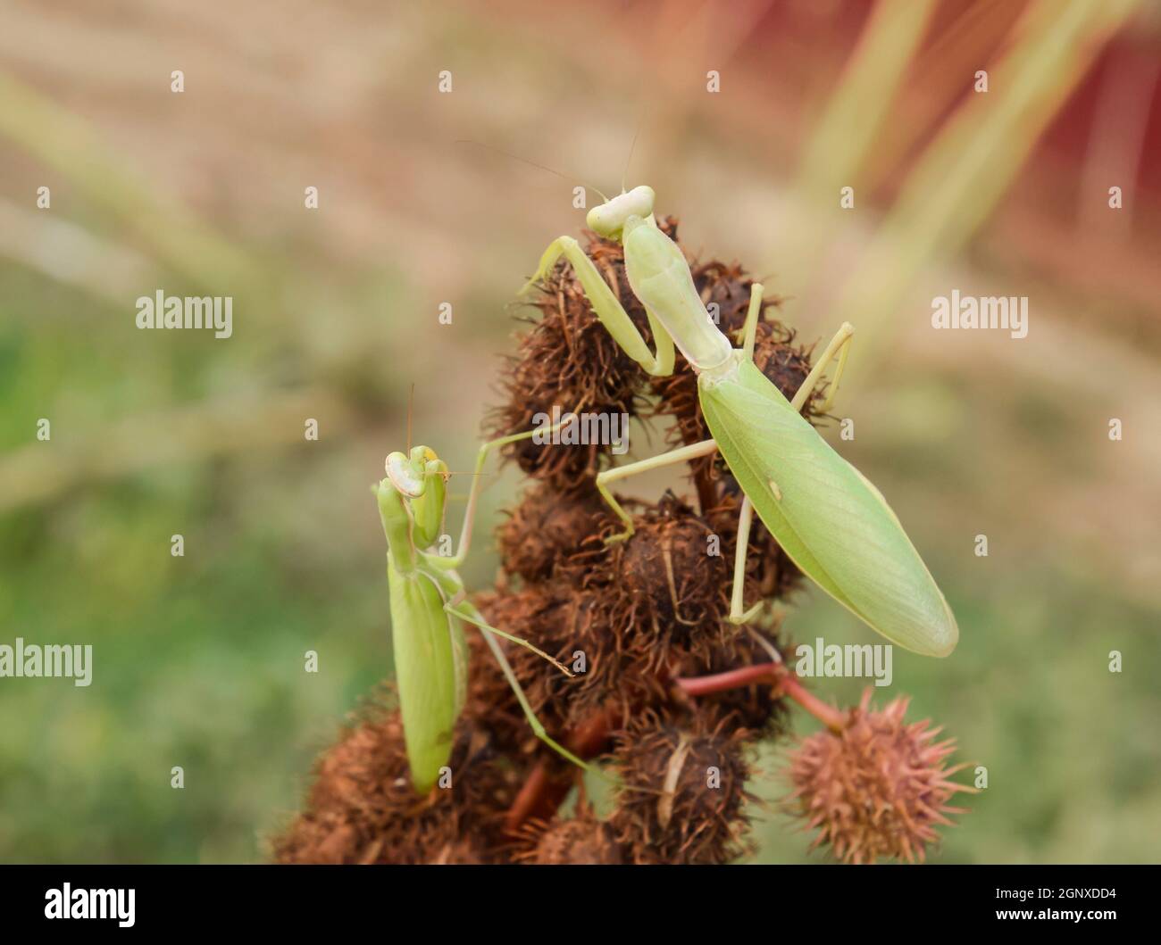 Mantis on the tong. Mating mantises. Mantis insect predator Stock Photo ...