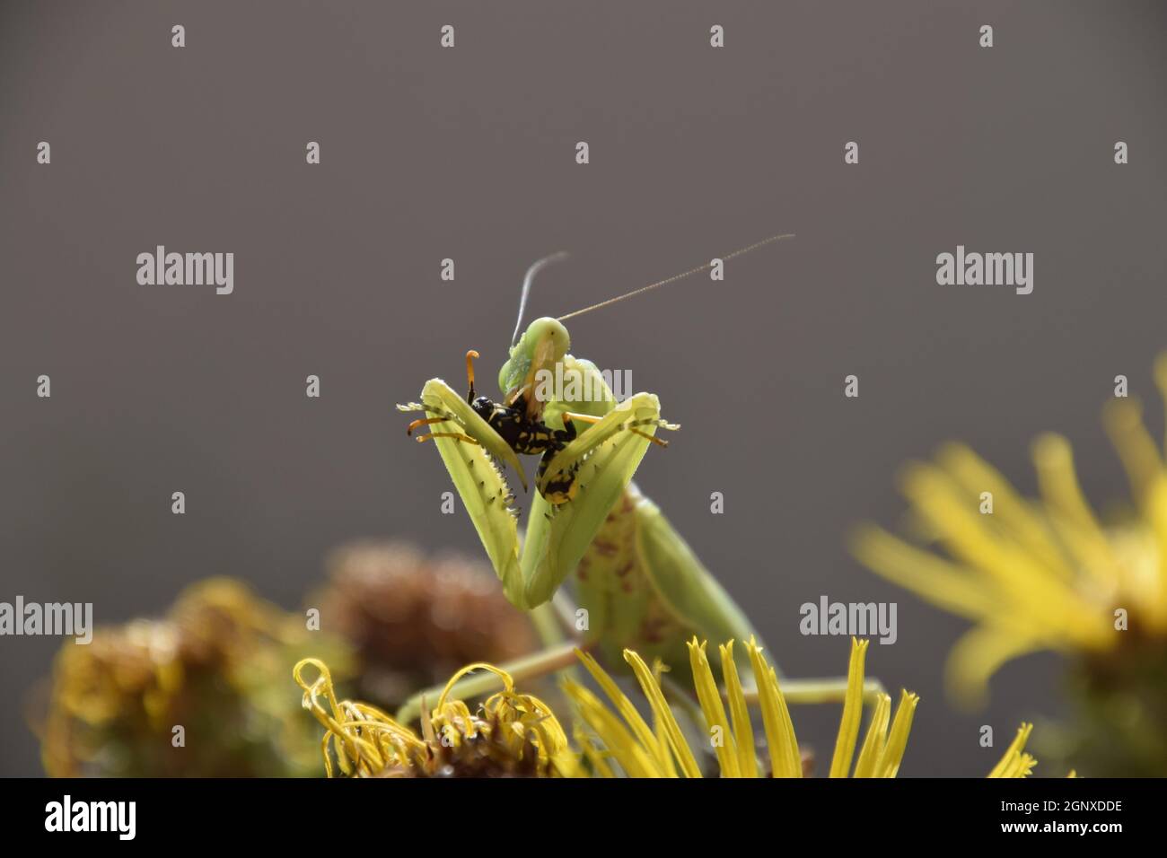 The female praying mantis devouring wasp. The female mantis religios ...