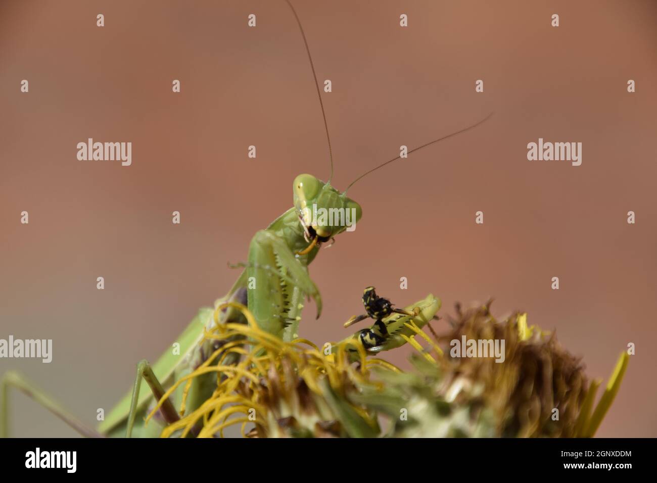 The female praying mantis devouring wasp. The female mantis religios ...
