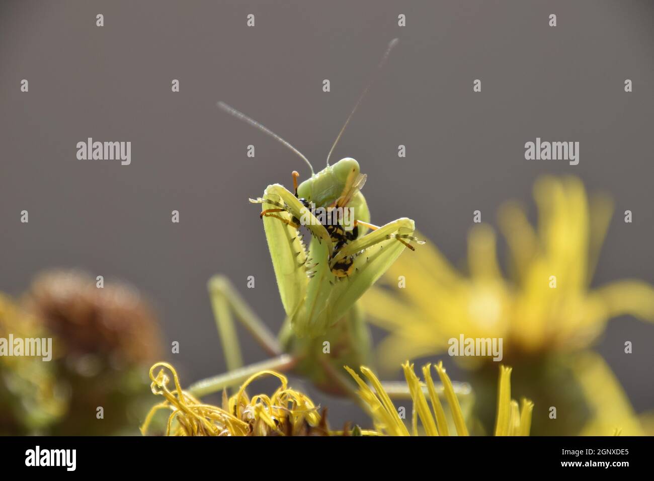 The female praying mantis devouring wasp. The female mantis religios ...