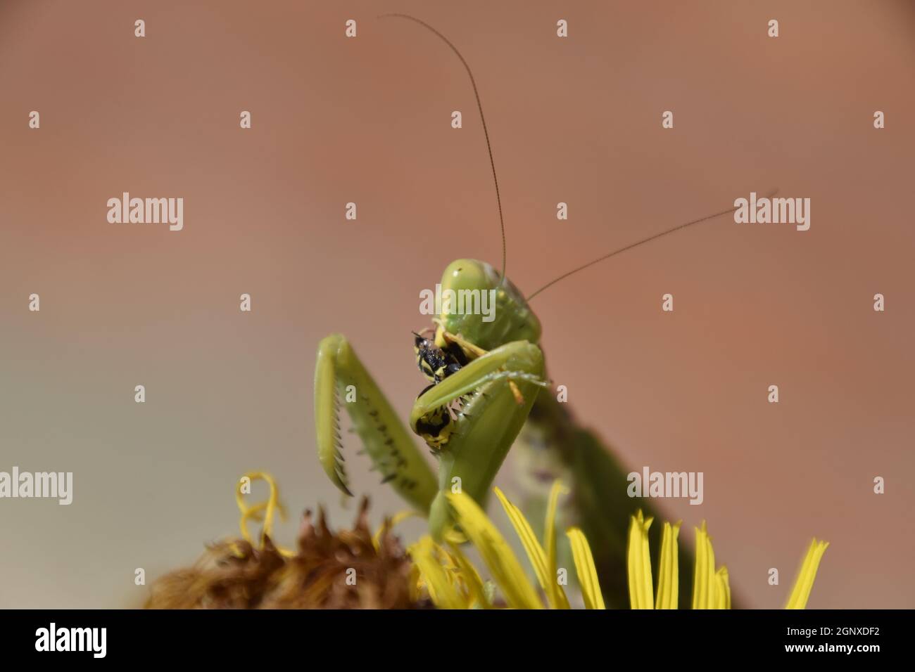 The female praying mantis devouring wasp. The female mantis religios ...