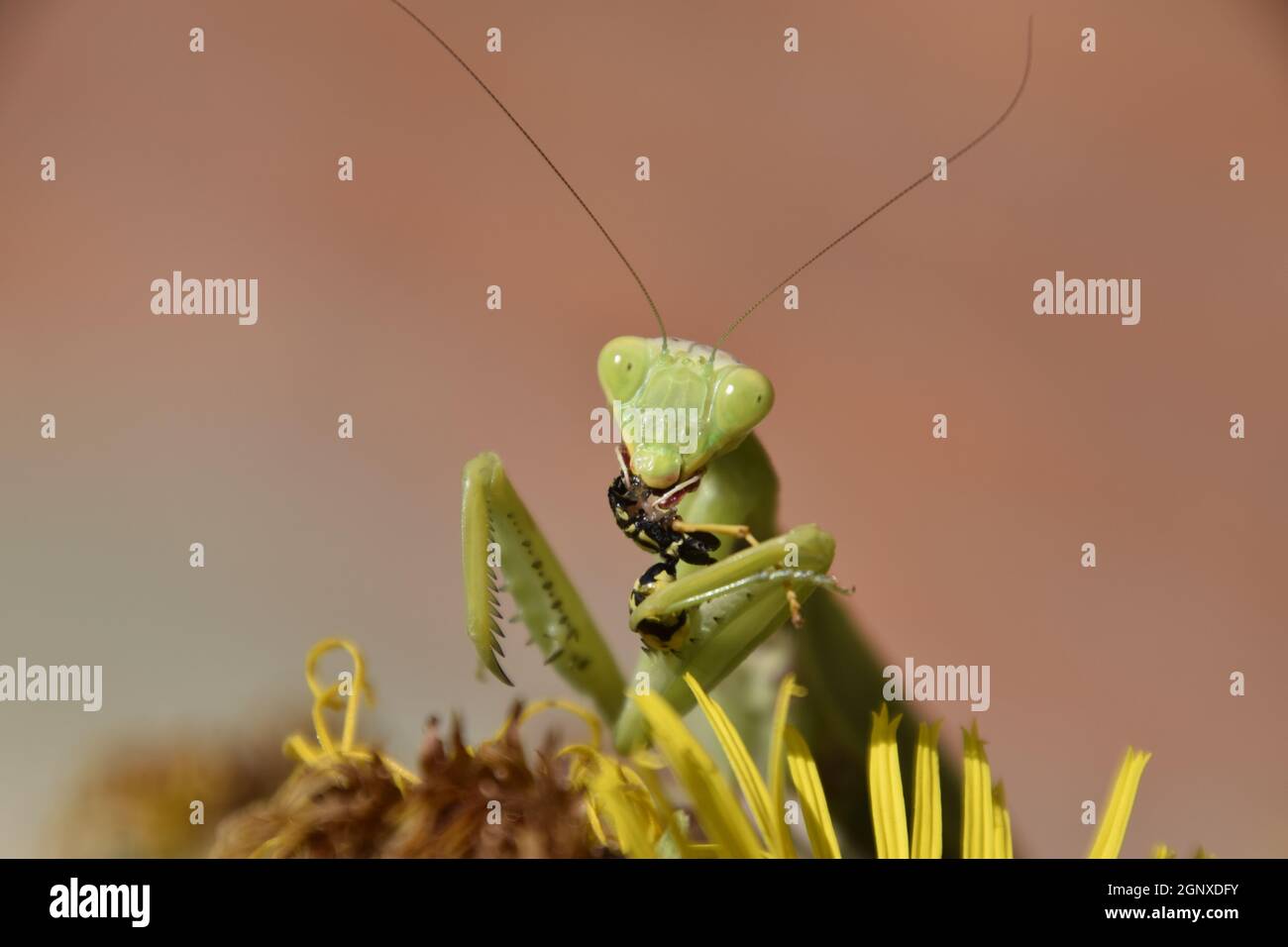 The female praying mantis devouring wasp. The female mantis religios ...