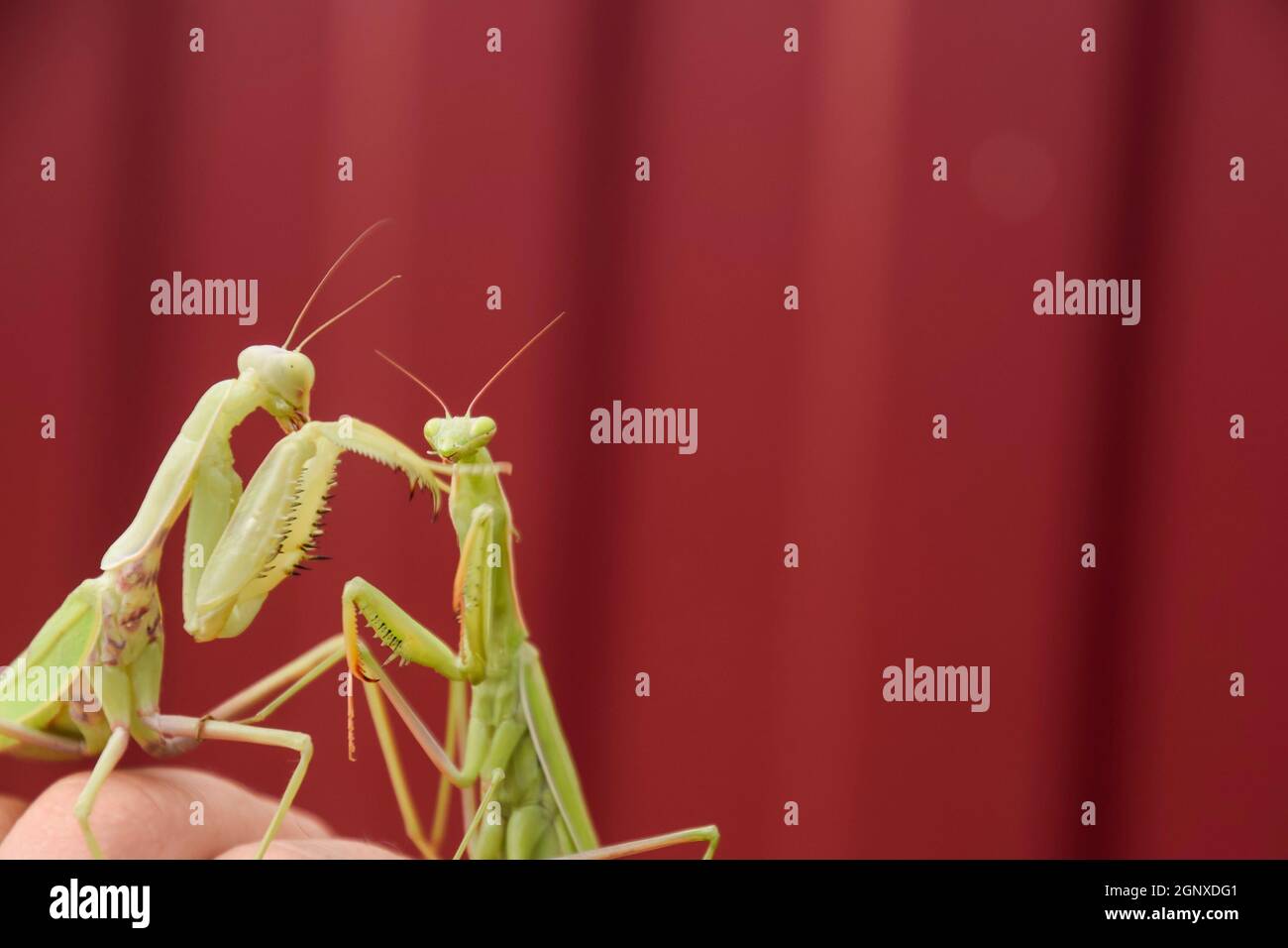 Mantis on a red background. Mating mantises. Mantis insect predator ...