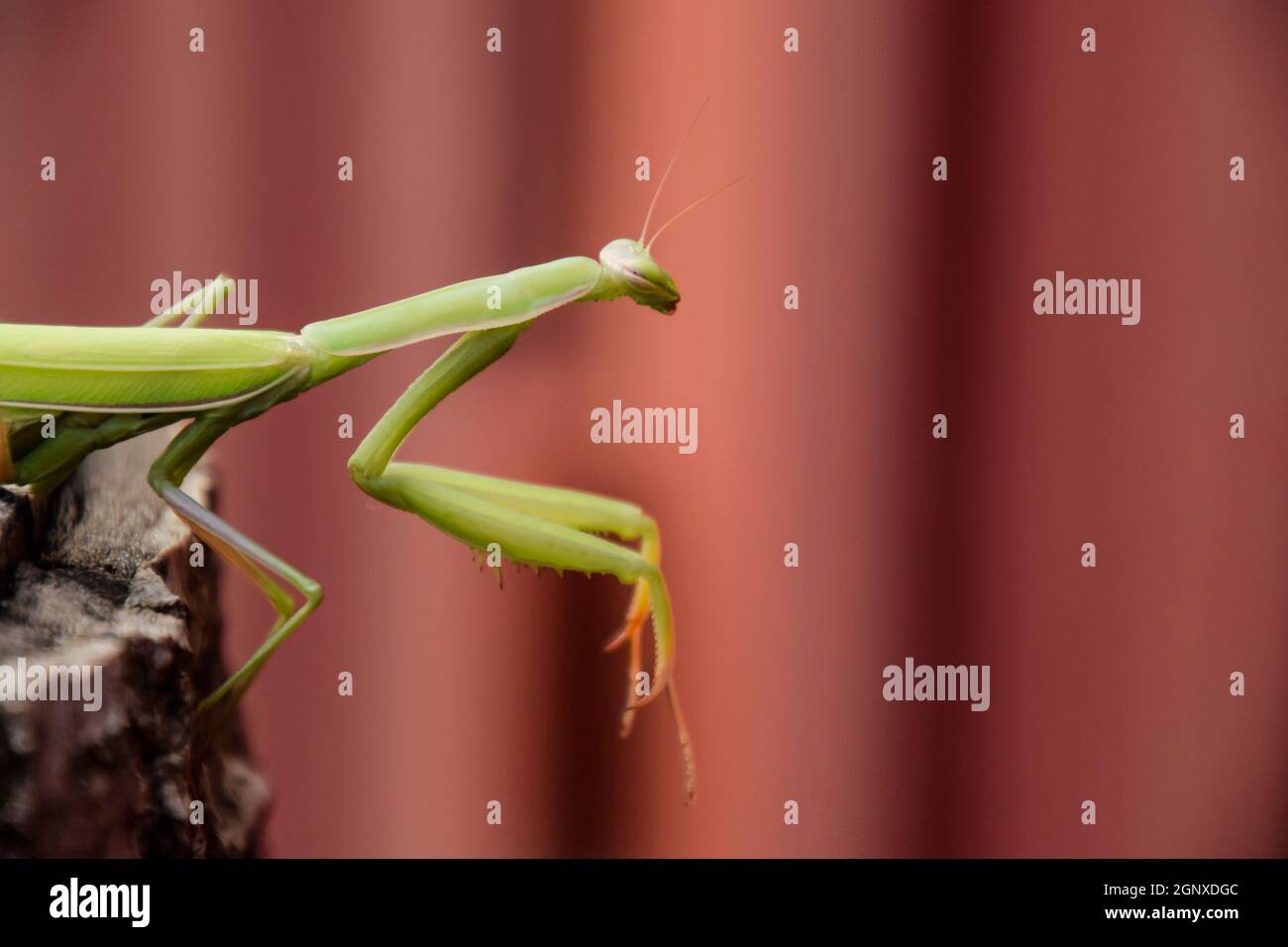 Mantis on a red background. Mating mantises. Mantis insect predator ...