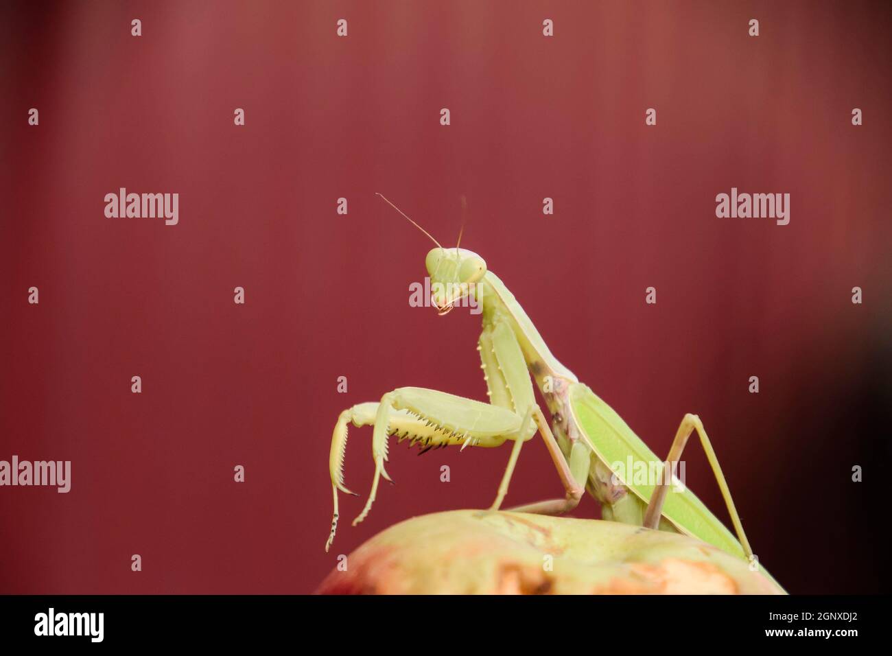 Mantis on a red background. Mating mantises. Mantis insect predator ...