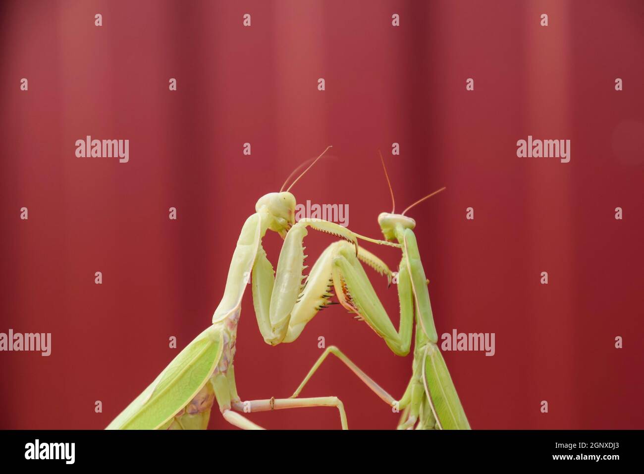 Mantis on a red background. Mating mantises. Mantis insect predator ...