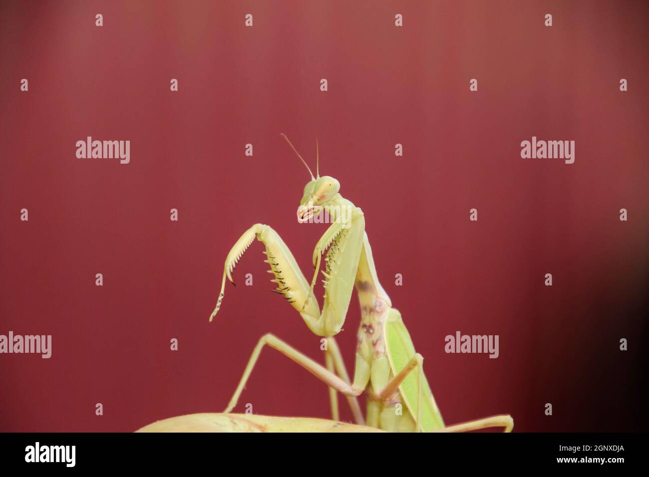 Mantis on a red background. Mating mantises. Mantis insect predator ...