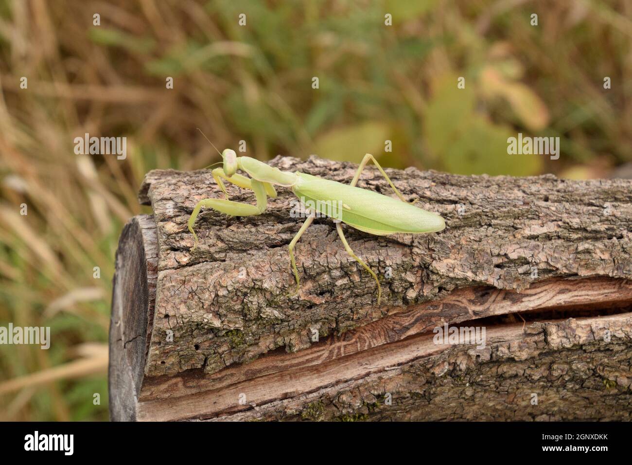 Mantis on a log acacia. Mantis looking at the camera. Mantis insect ...