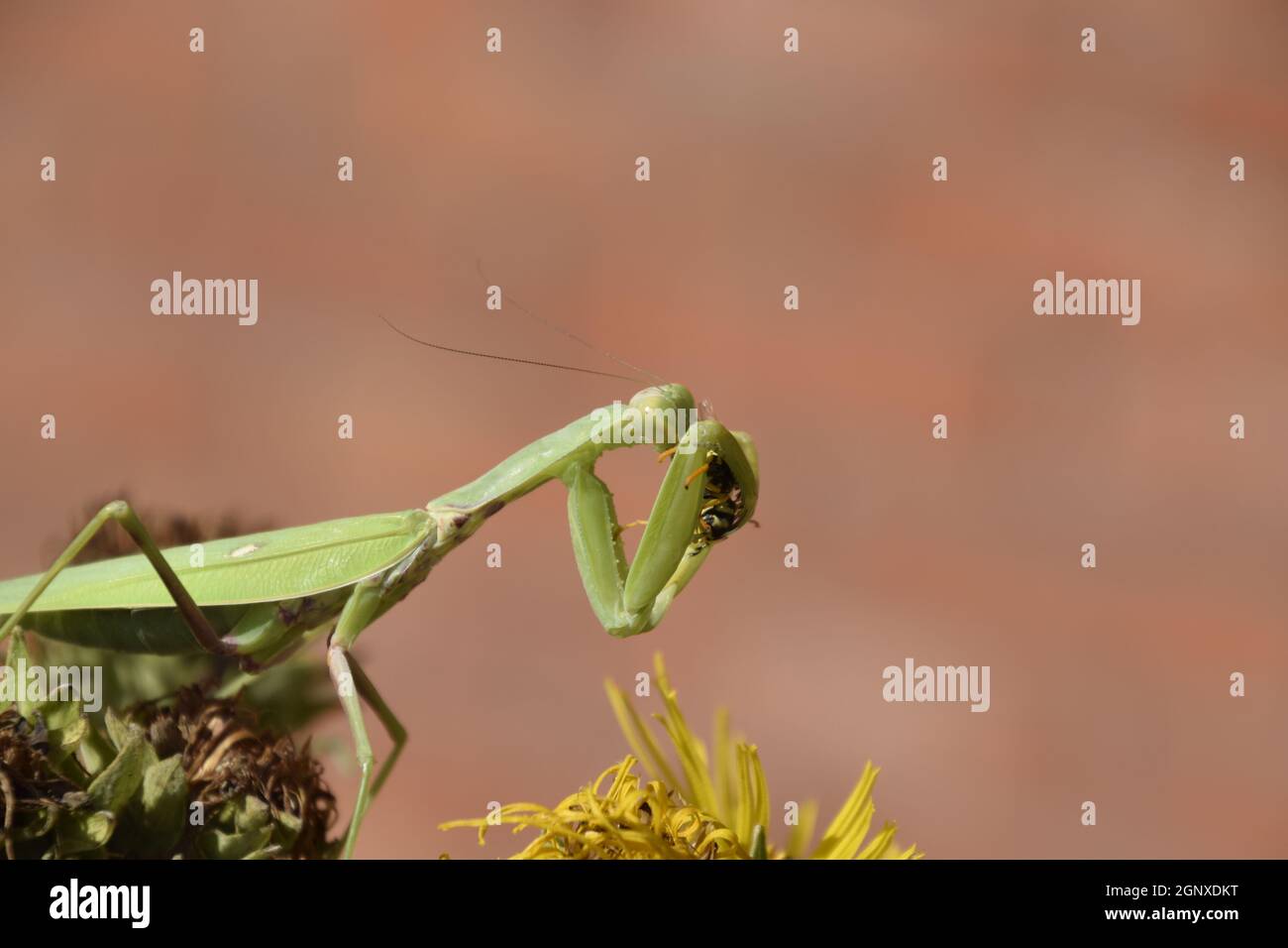 The female praying mantis devouring wasp. The female mantis religios ...
