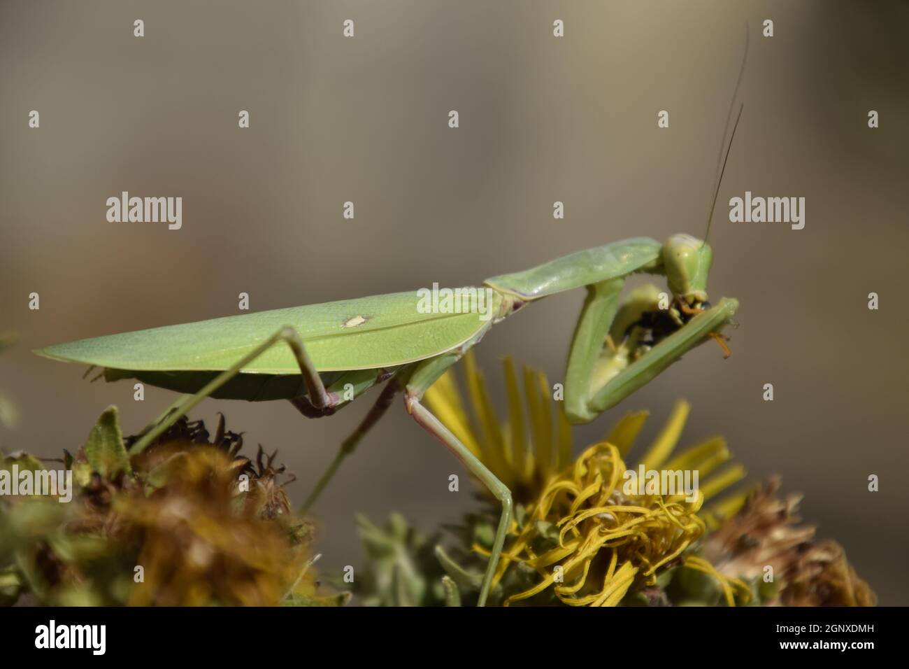 The female praying mantis devouring wasp. The female mantis religios ...