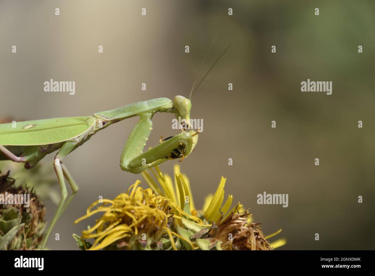 The female praying mantis devouring wasp. The female mantis religios ...