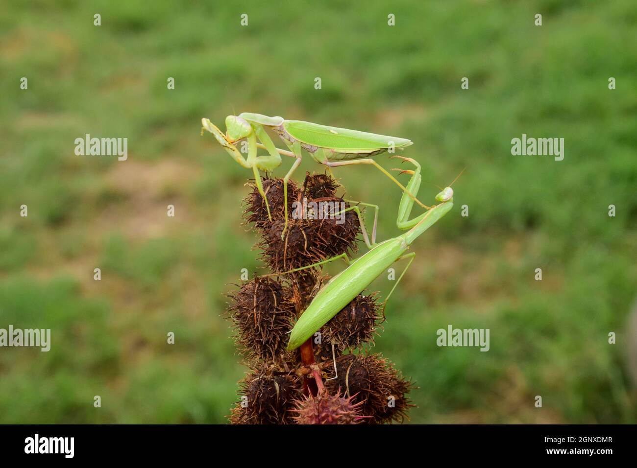 Mantis on the tong. Mating mantises. Mantis insect predator Stock Photo ...