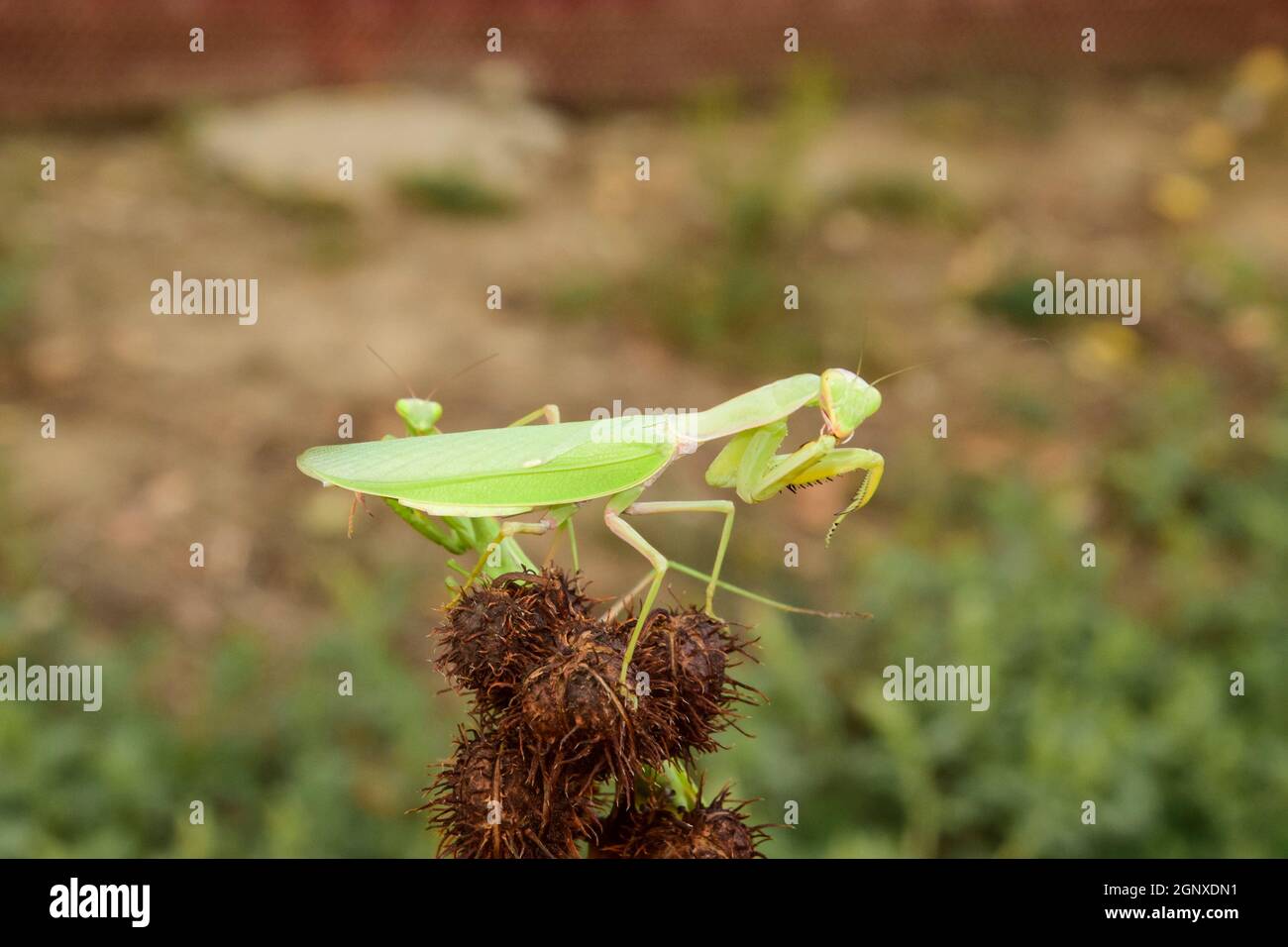 Mantis on the tong. Mating mantises. Mantis insect predator Stock Photo ...
