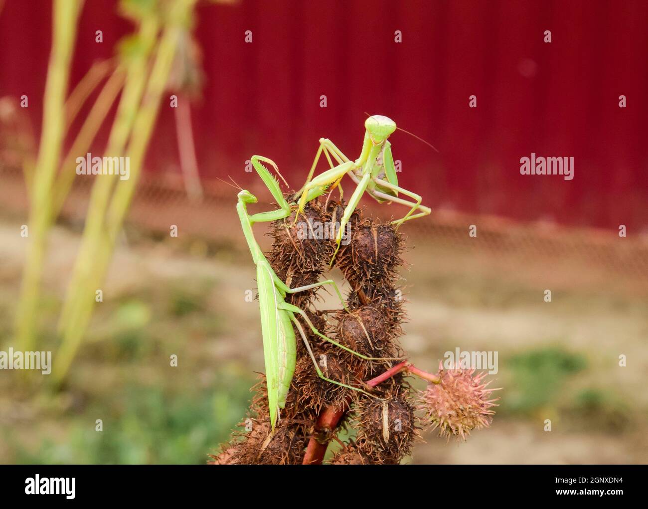 Mantis on the tong. Mating mantises. Mantis insect predator Stock Photo ...