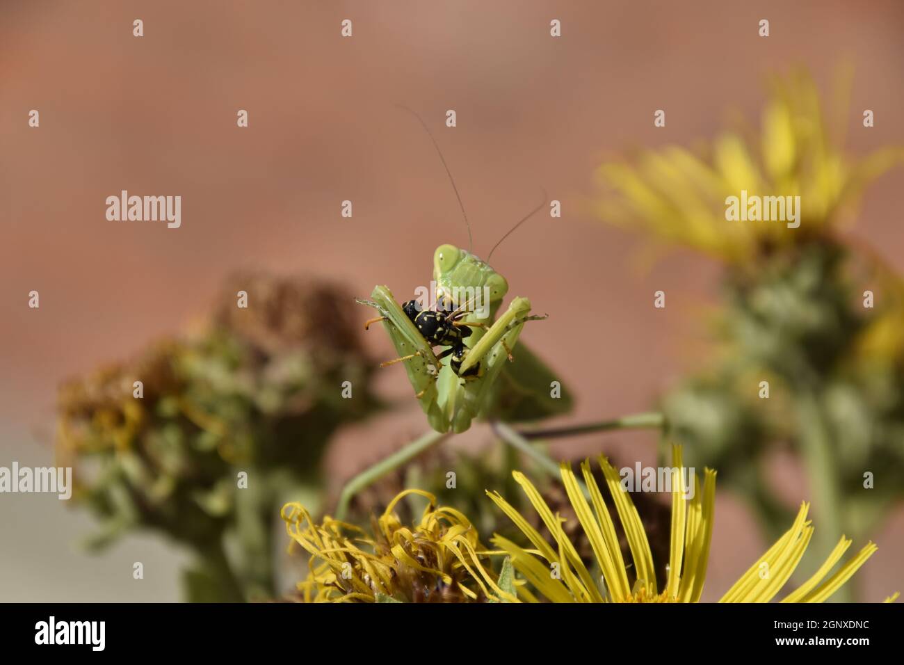 The female praying mantis devouring wasp. The female mantis religios ...