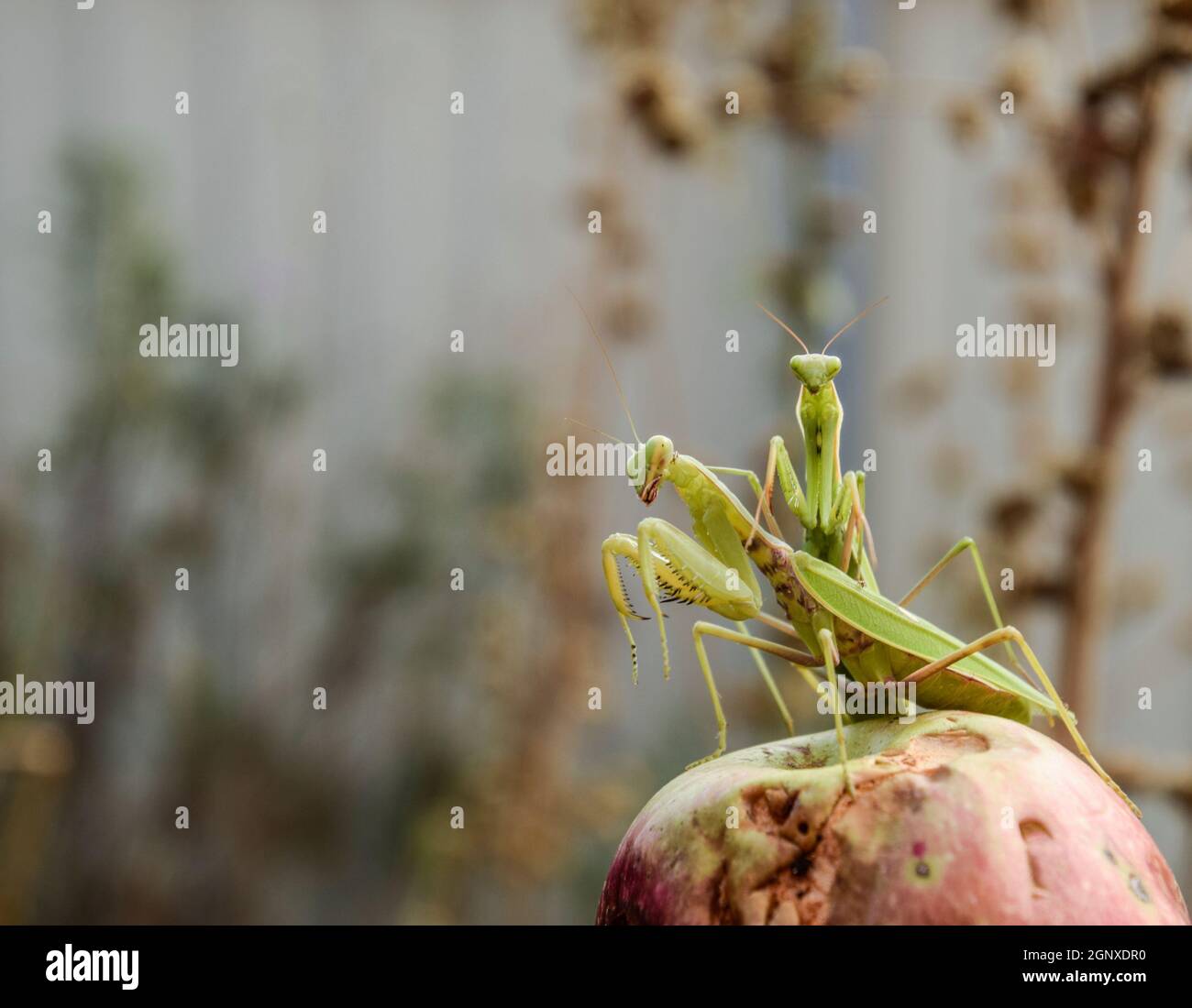 Mantis on a red background. Mating mantises. Mantis insect predator ...