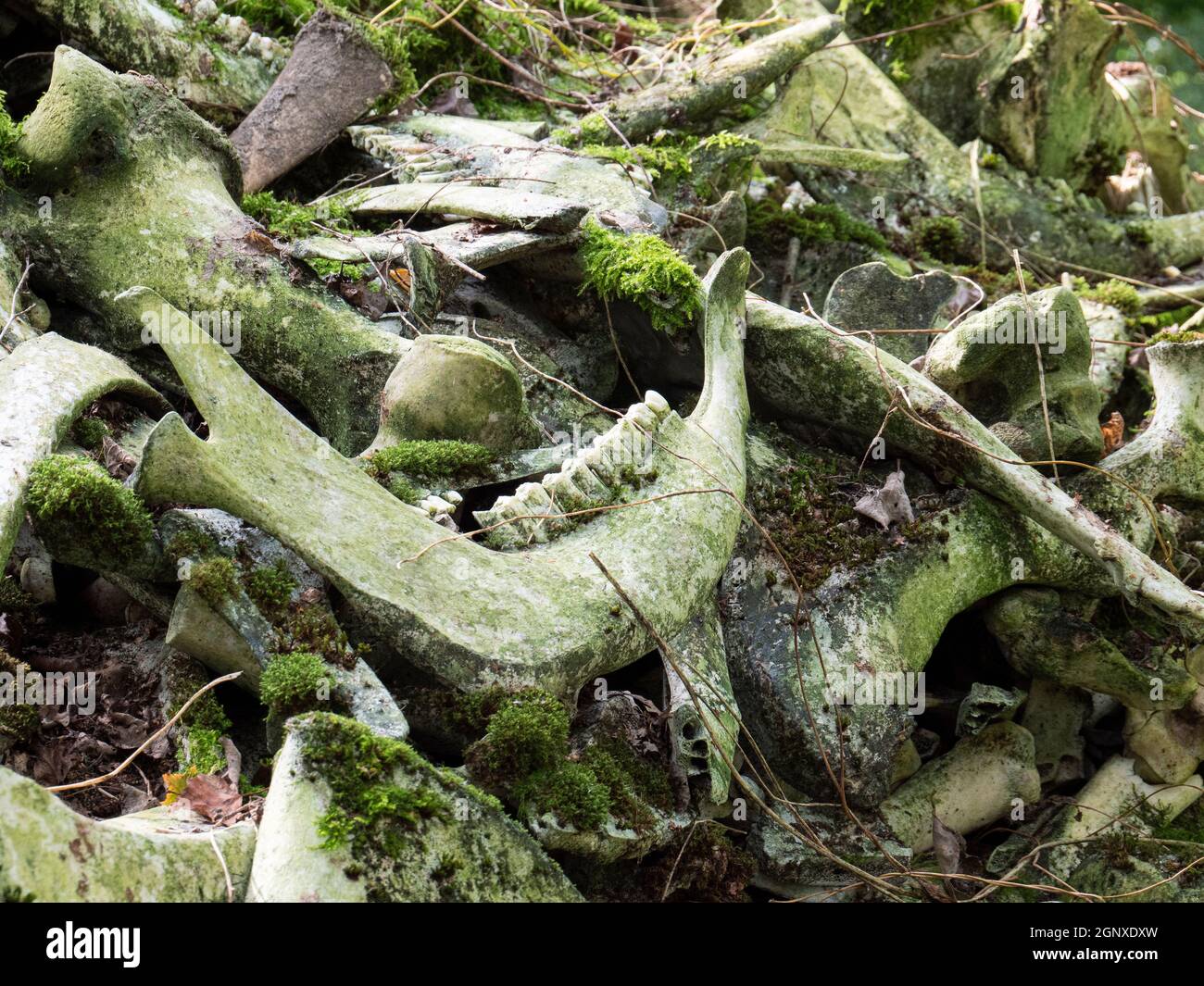 Bones and a jawbone with teeth of cows and cattle in a forest covered ...
