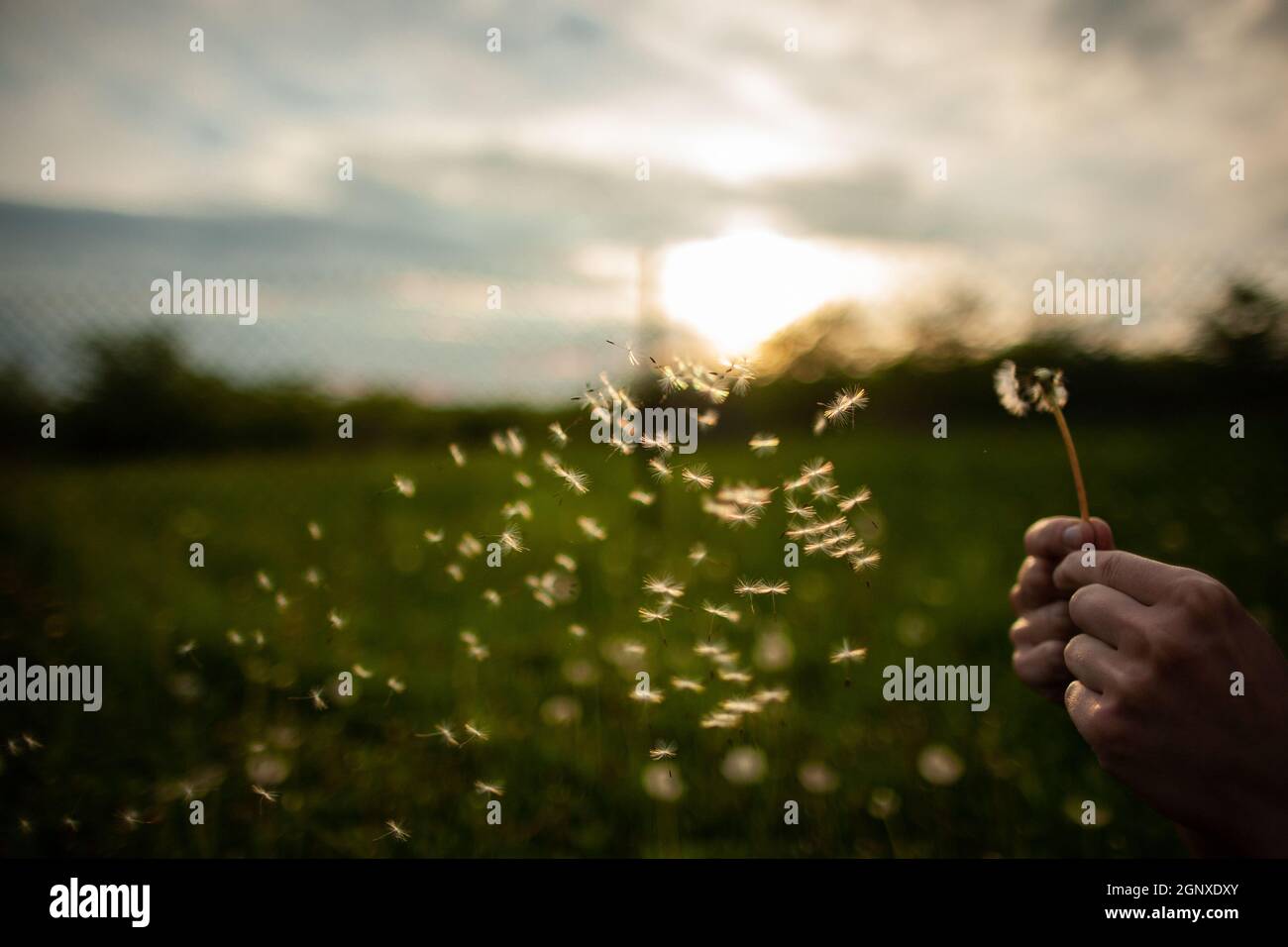 Wind blown seeds hi-res stock photography and images - Alamy