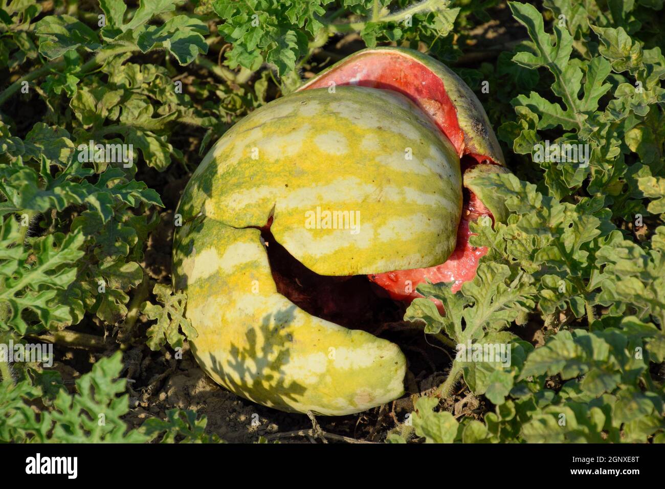 Chopped old rotten watermelon. An abandoned field of watermelons and ...