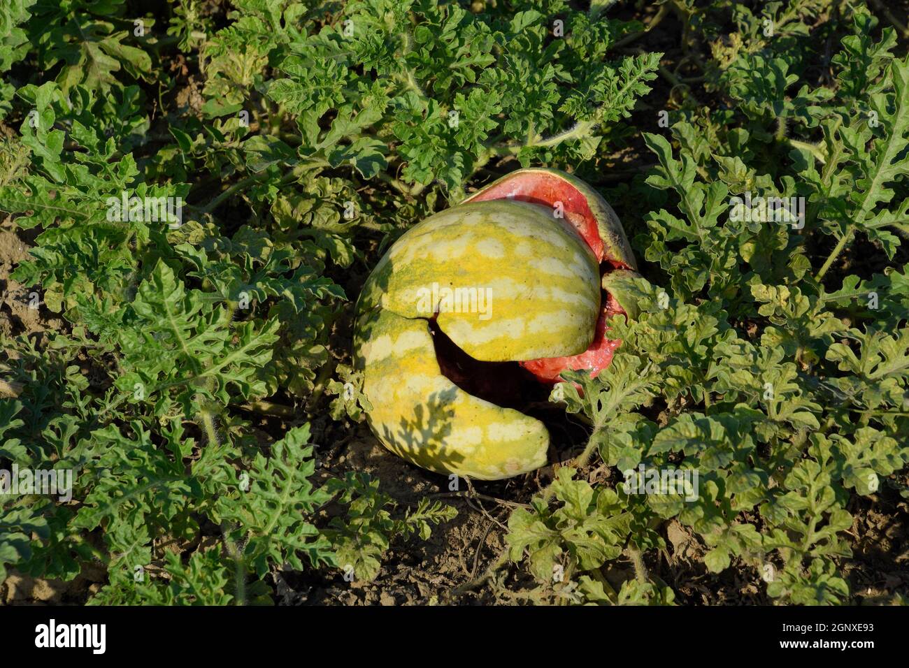 Chopped old rotten watermelon. An abandoned field of watermelons and ...
