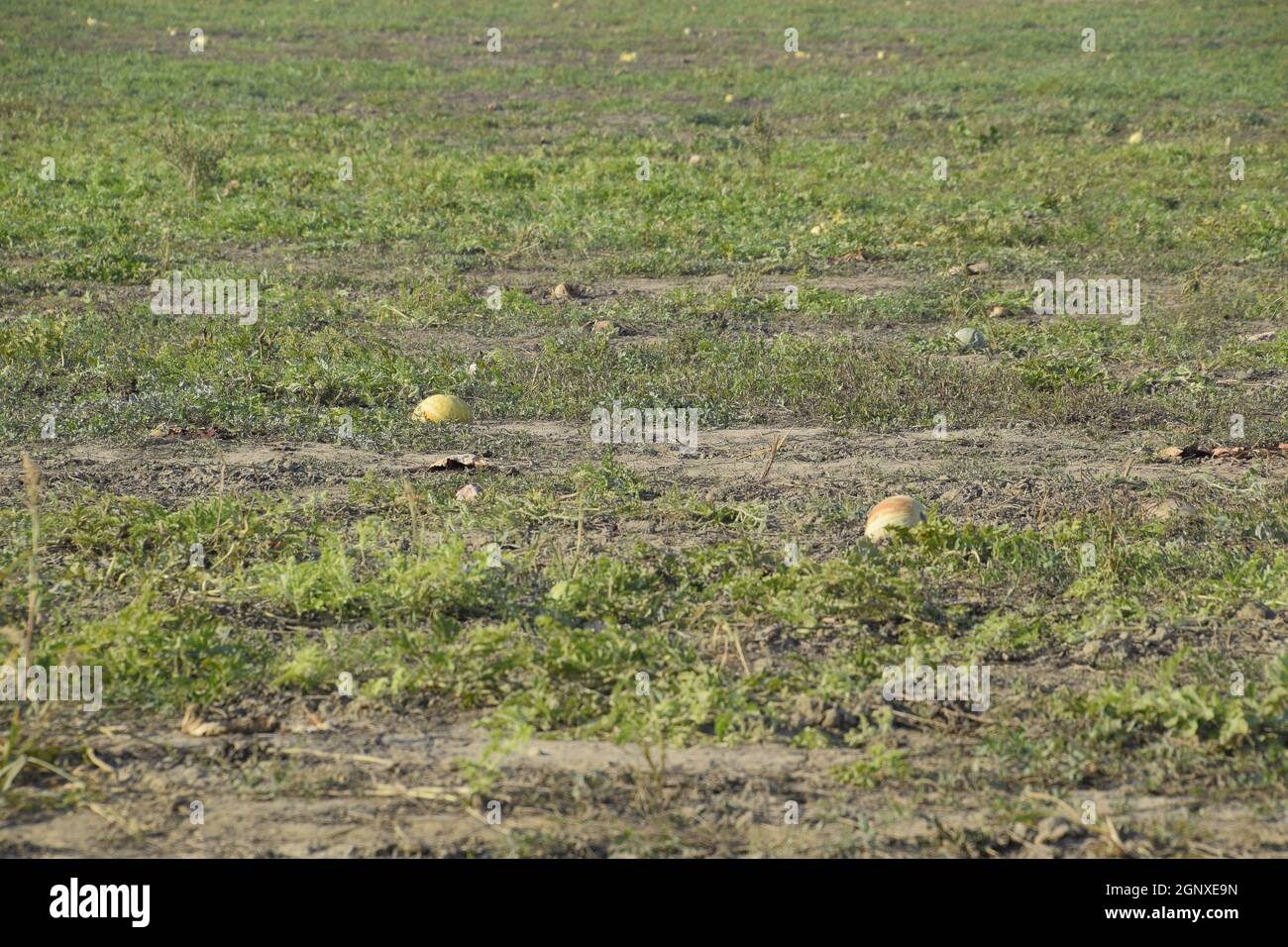 An abandoned field of watermelons and melons. Rotten watermelons ...