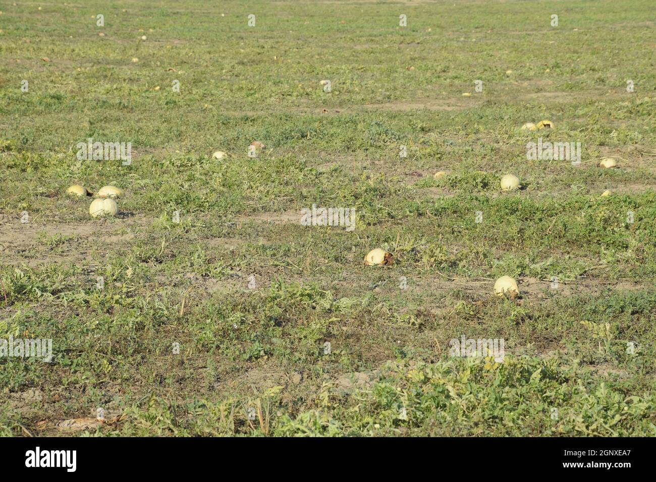 An abandoned field of watermelons and melons. Rotten watermelons ...