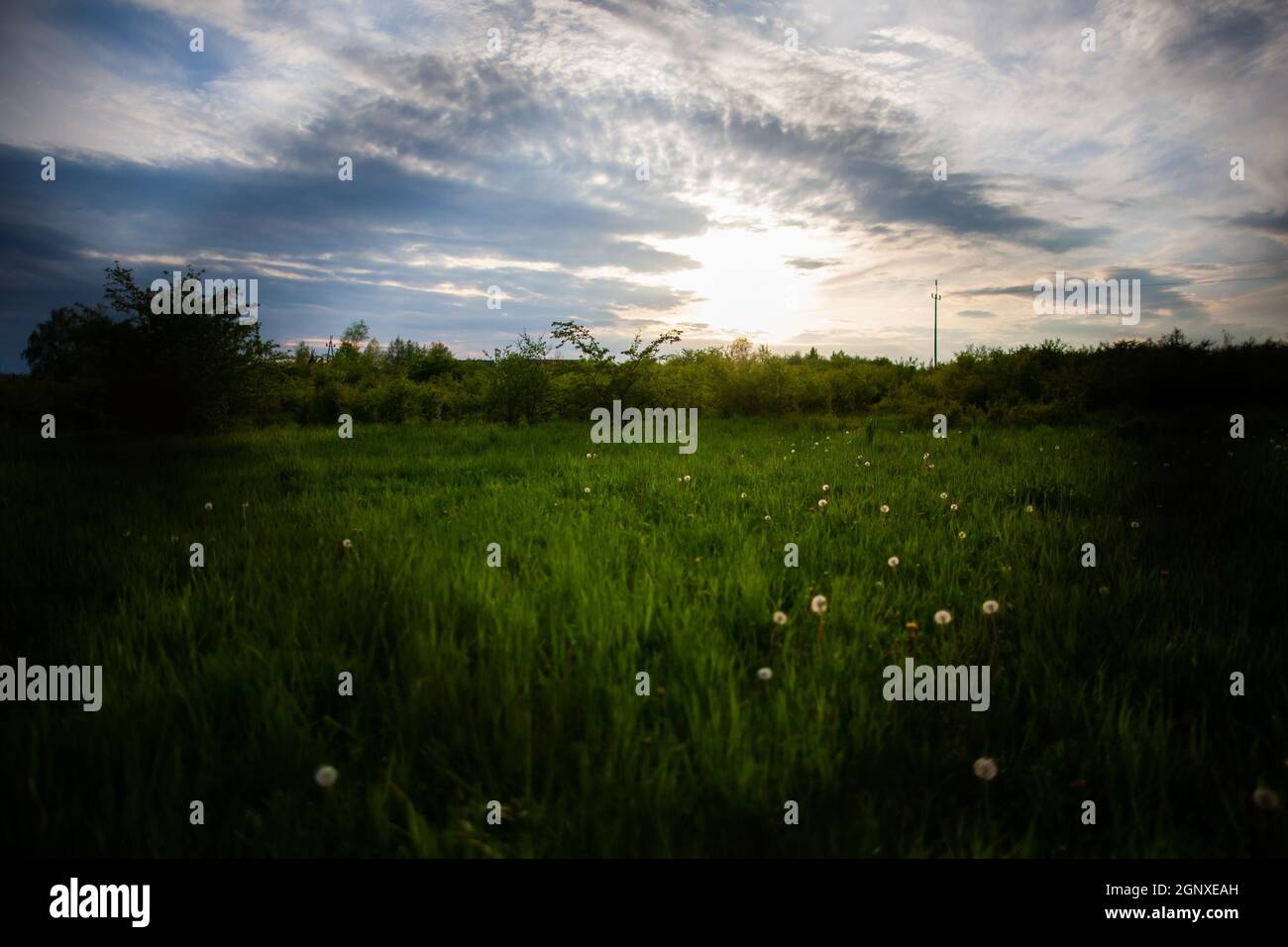 Sunset over the meadow ground level close up | Sun going down over the ...
