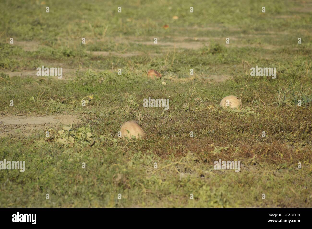 An abandoned field of watermelons and melons. Rotten watermelons ...
