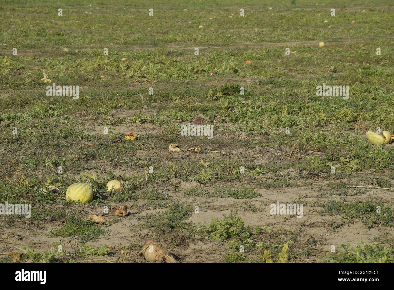 An abandoned field of watermelons and melons. Rotten watermelons ...