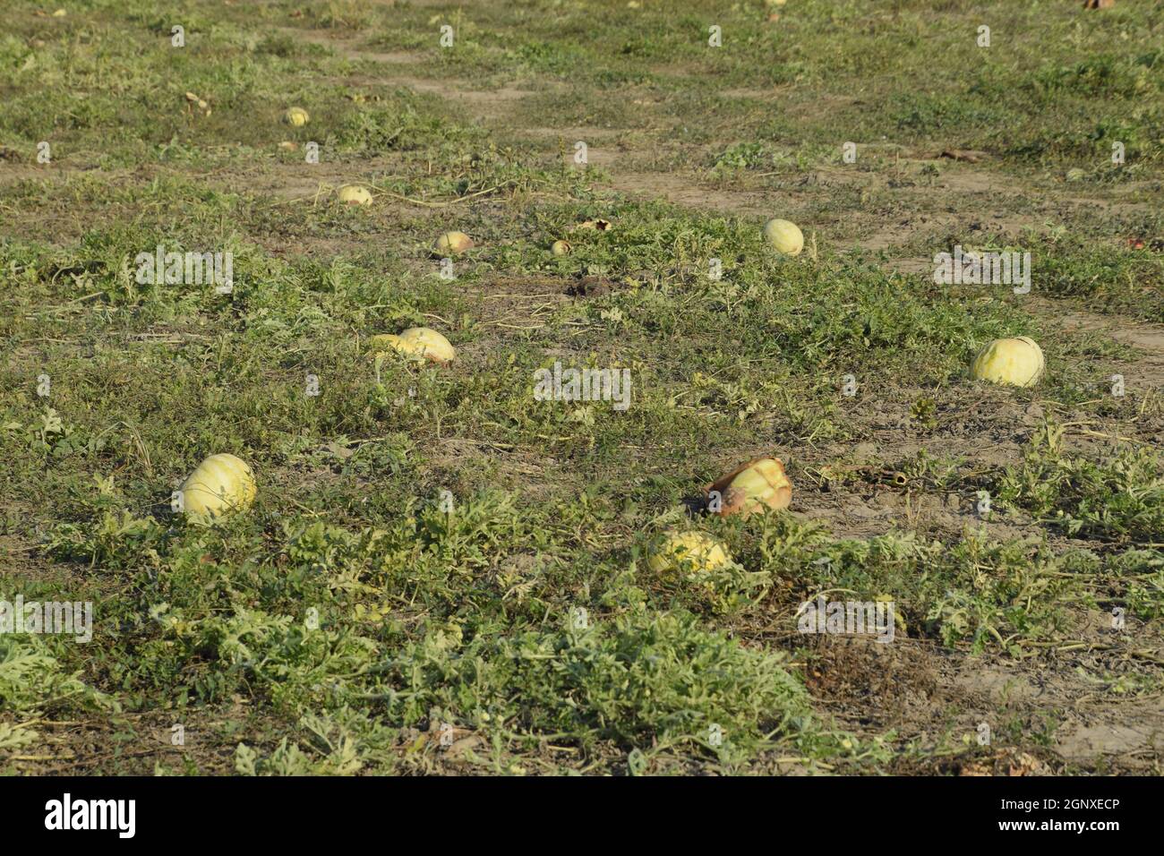 An abandoned field of watermelons and melons. Rotten watermelons ...