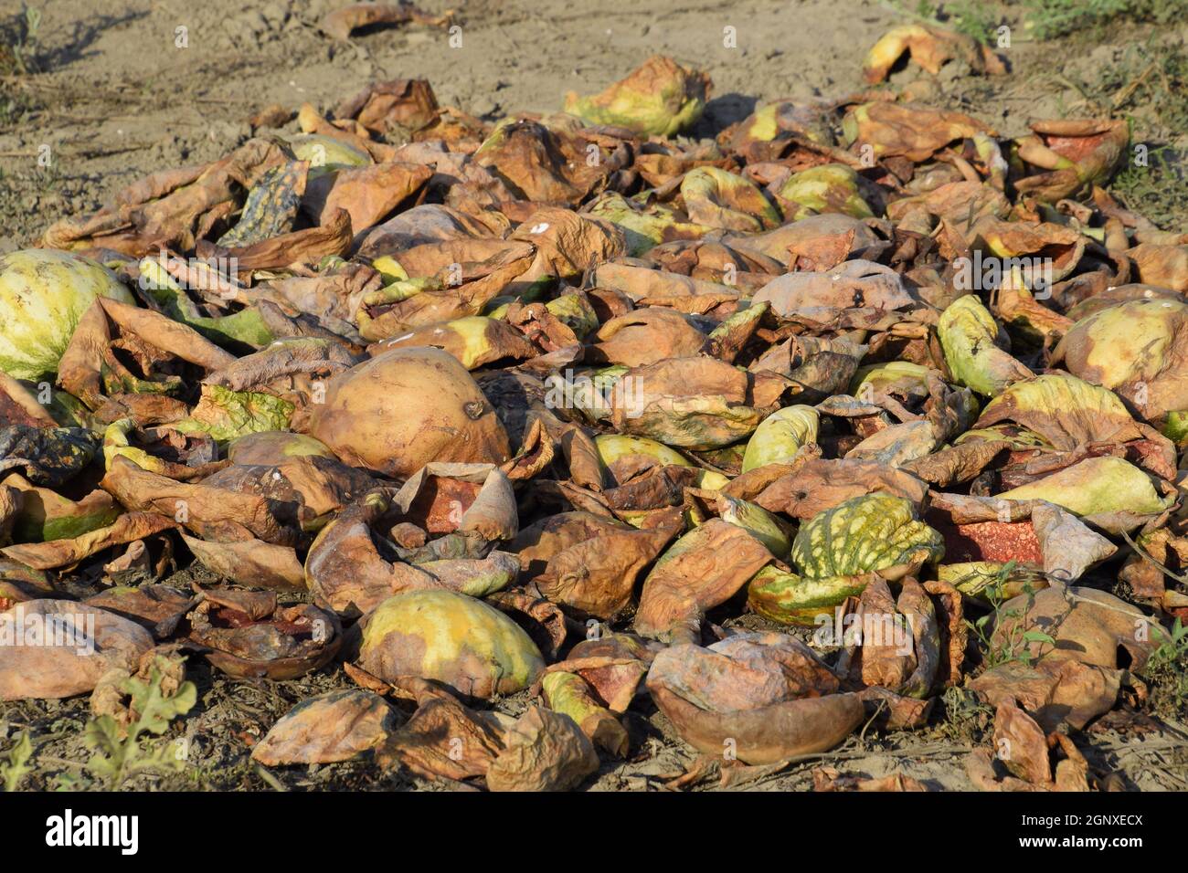Heaps of rotting watermelons. Peel of melon. An abandoned field of ...