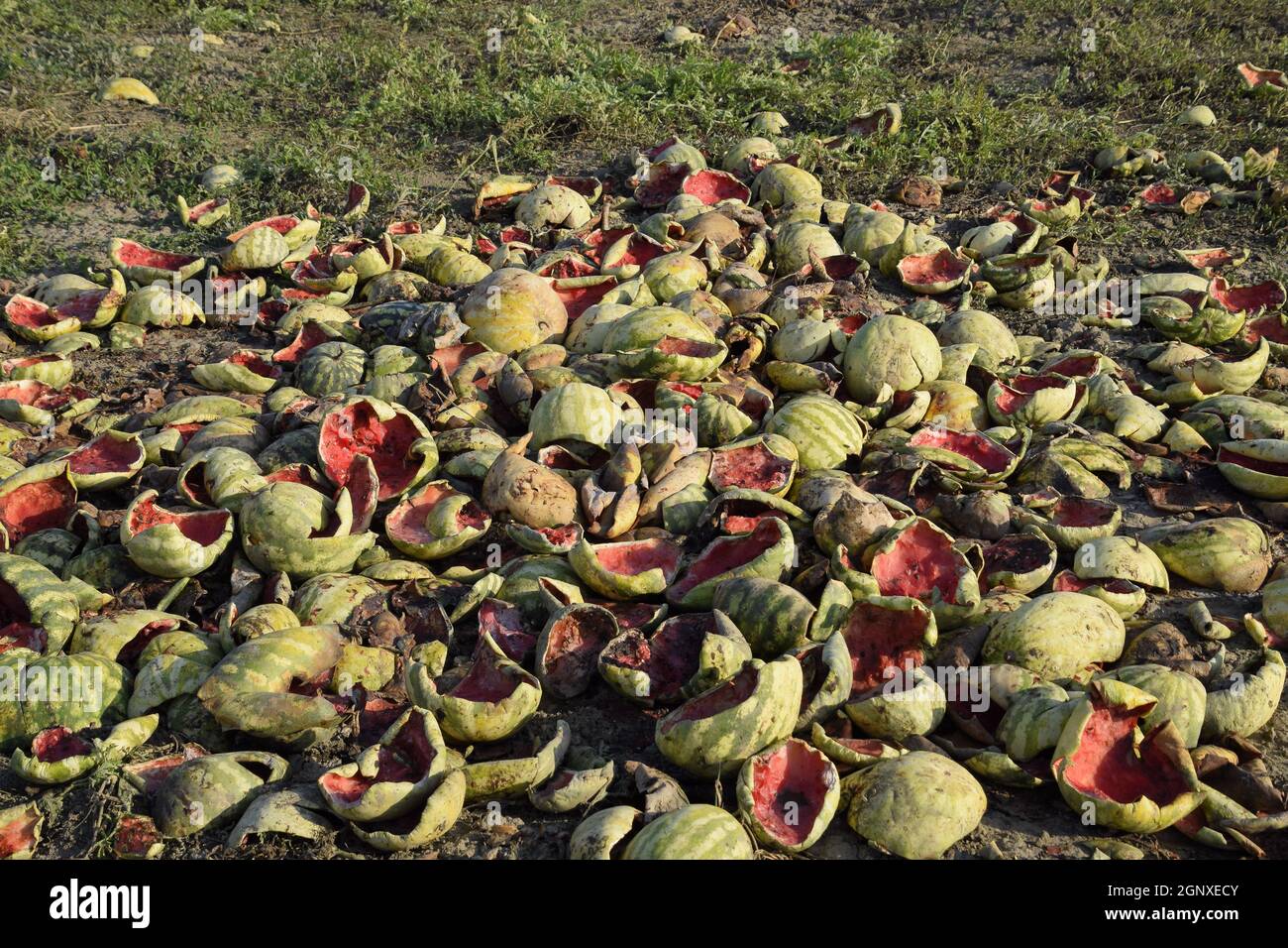 Heaps of rotting watermelons. Peel of melon. An abandoned field of ...