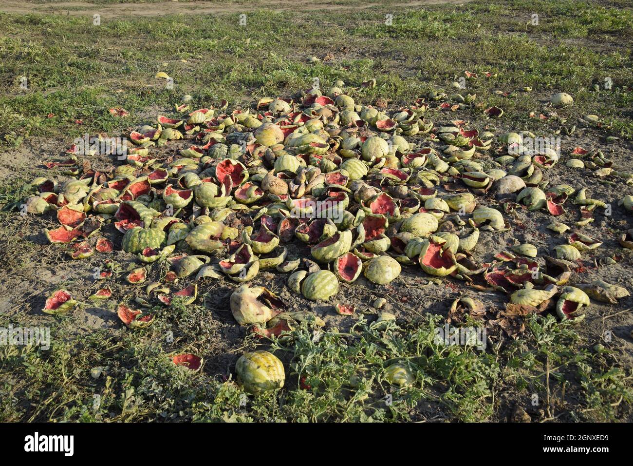 Heaps of rotting watermelons. Peel of melon. An abandoned field of ...