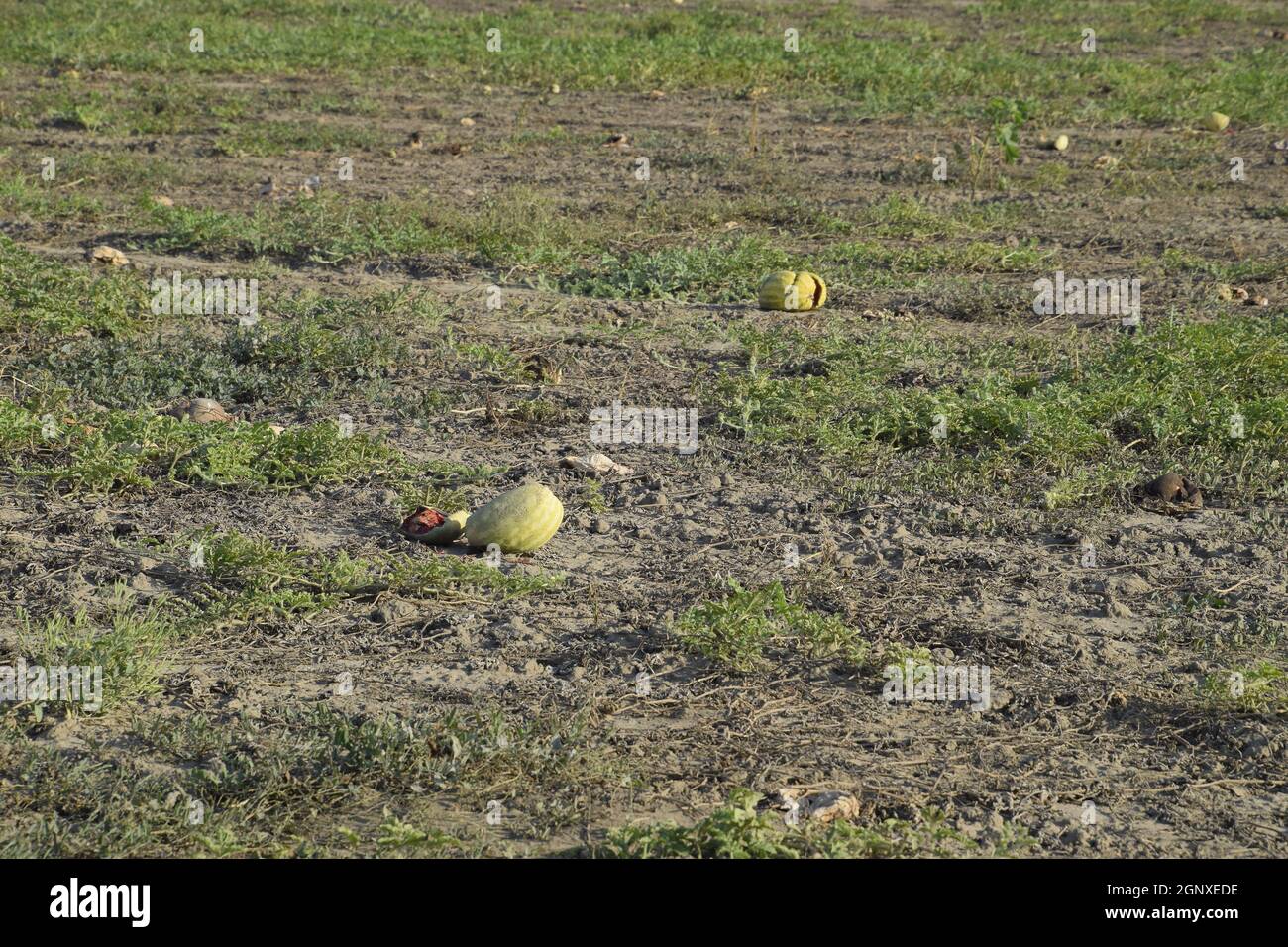 An abandoned field of watermelons and melons. Rotten watermelons ...