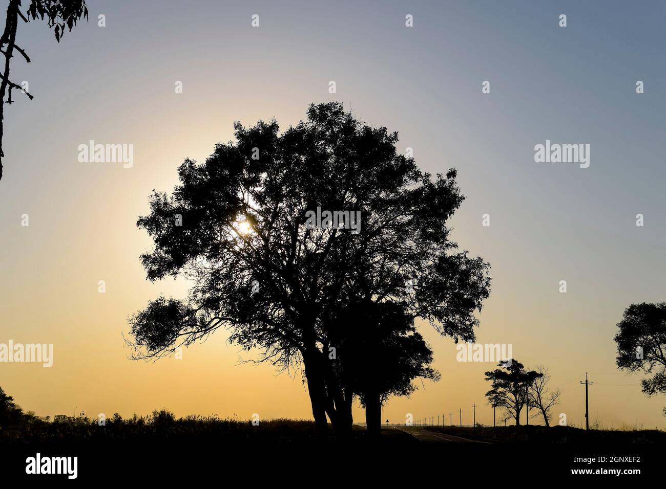 Lime tree on a sunset background. Black silhouette of a tree Stock ...