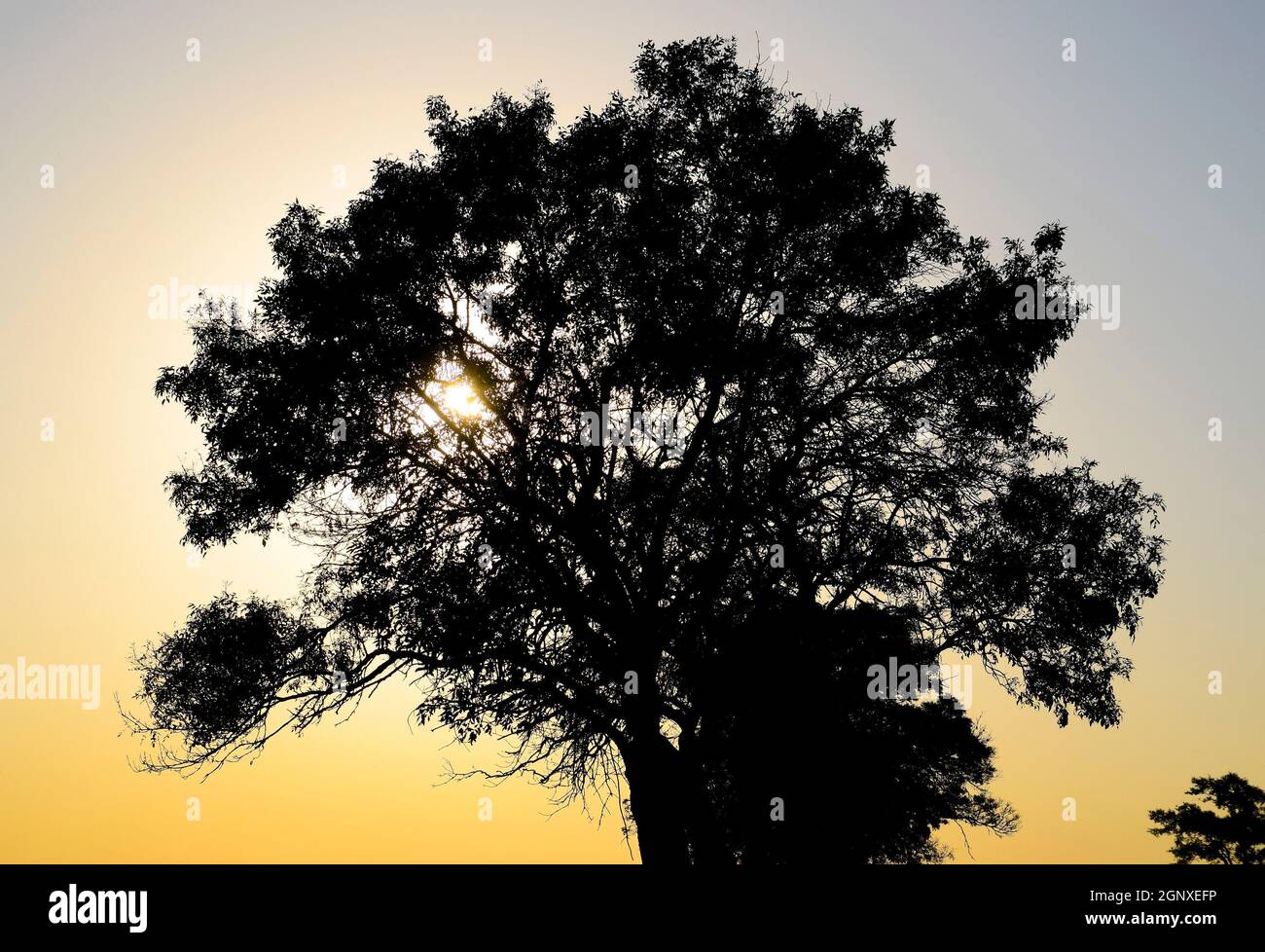 Lime tree on a sunset background. Black silhouette of a tree Stock ...