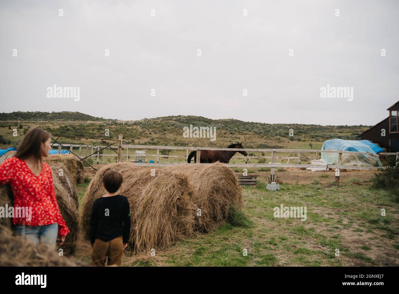 Horses in stable on farm, kids look at horse Stock Photo - Alamy