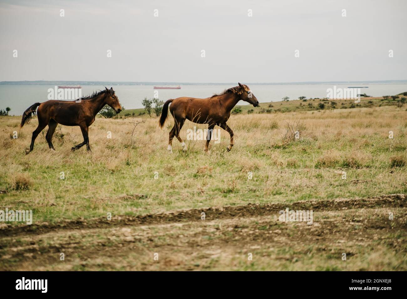 Horses run gallop in flower meadow, autumn steppe Stock Photo - Alamy