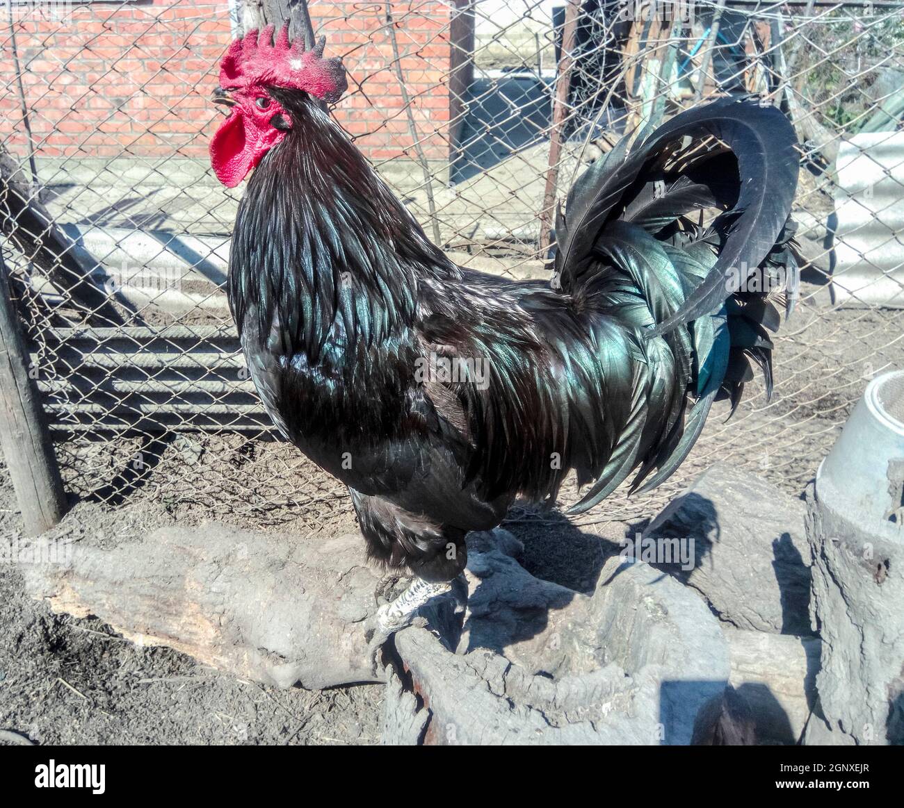 Black cock on a stump. The male chicken. Black chicken Stock Photo - Alamy