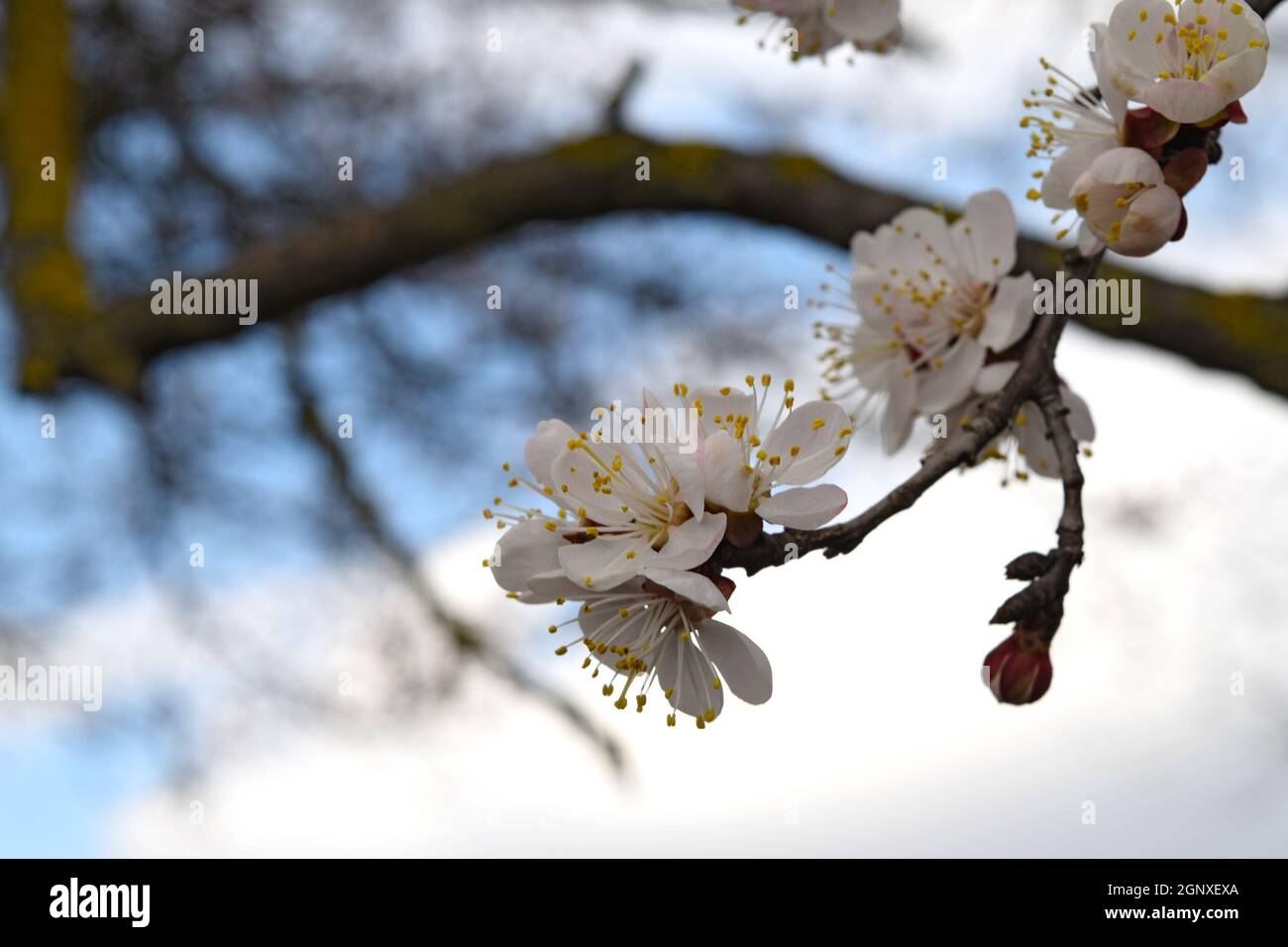 Blooming wild apricot in the garden. Spring flowering trees ...