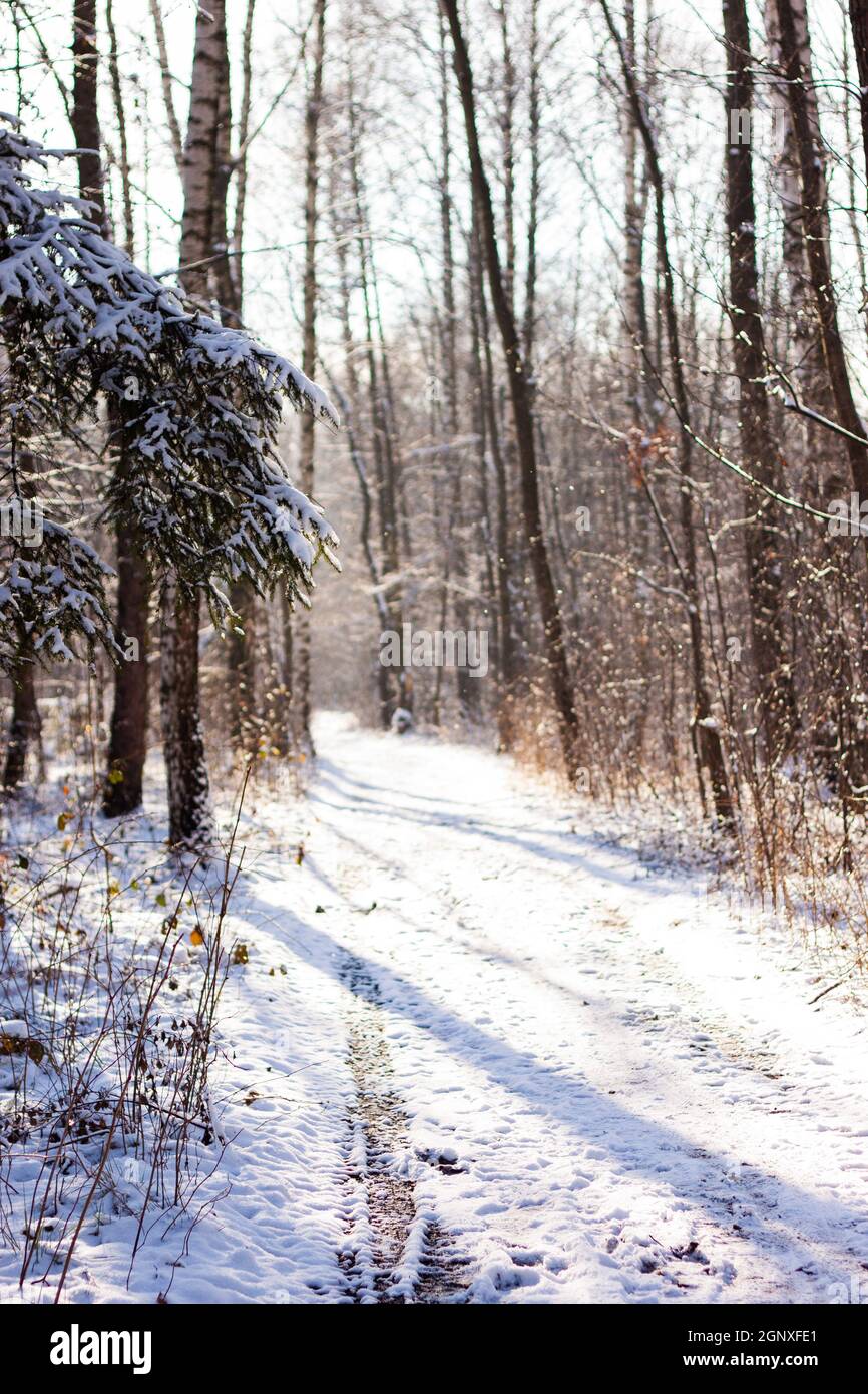 Beautiful winter scene, path in forest with snow glittering in bright ...