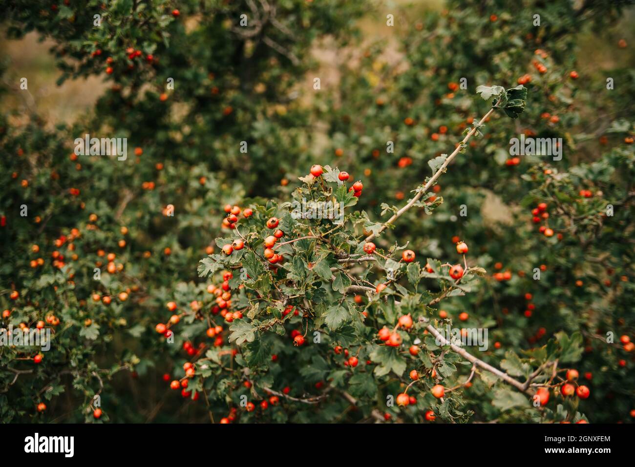 Red fruit of Crataegus monogyna, known as hawthorn or single-seeded ...
