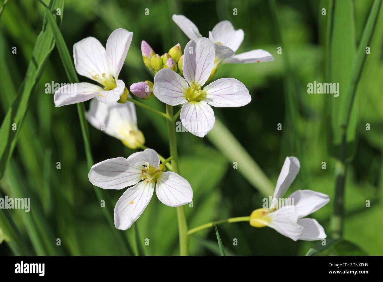 Ladies smock, Cardamine pratensis, flowers with a dark background of ...