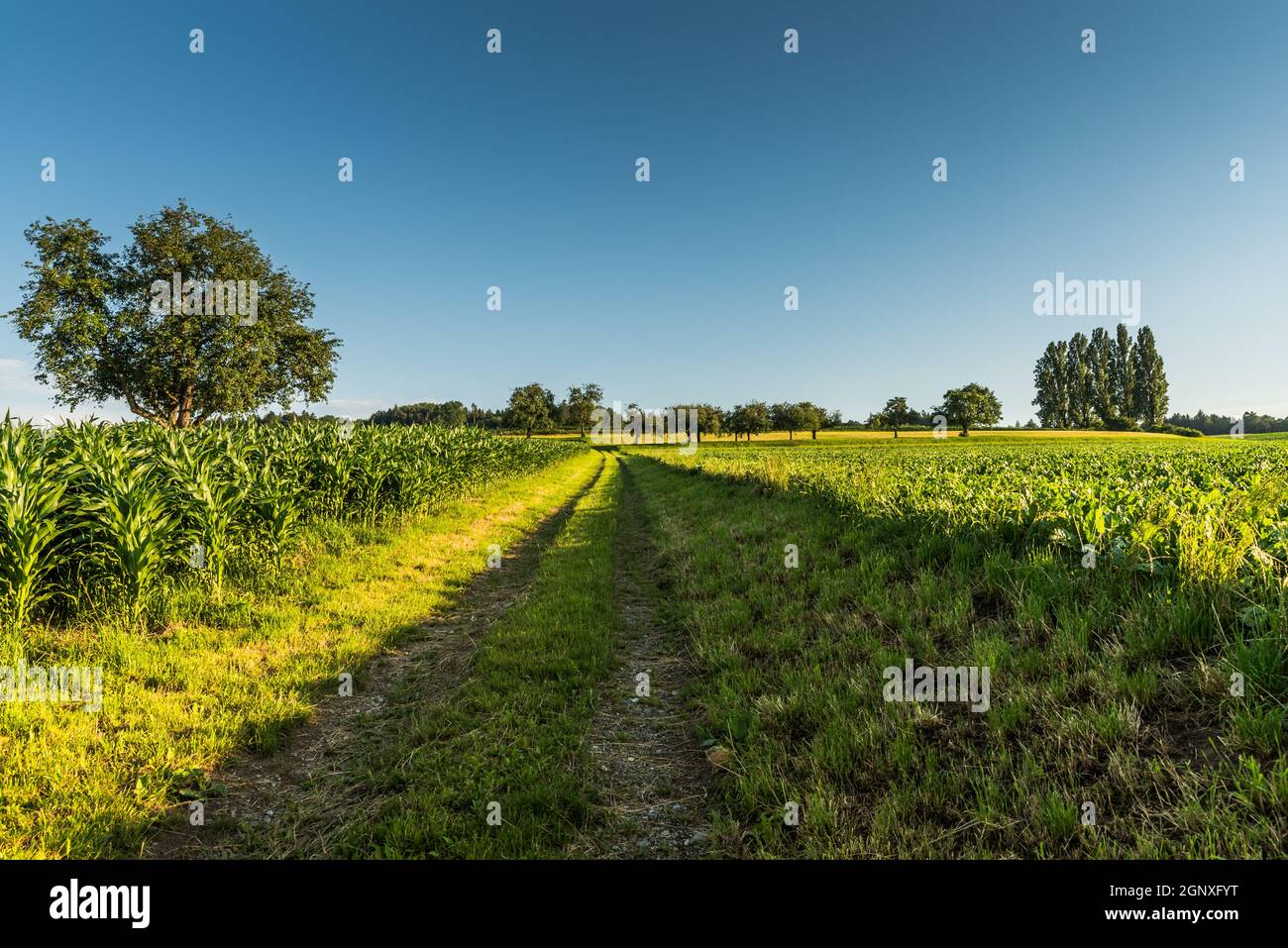 Agricultural landscape with field road and maize field, Ermatingen ...