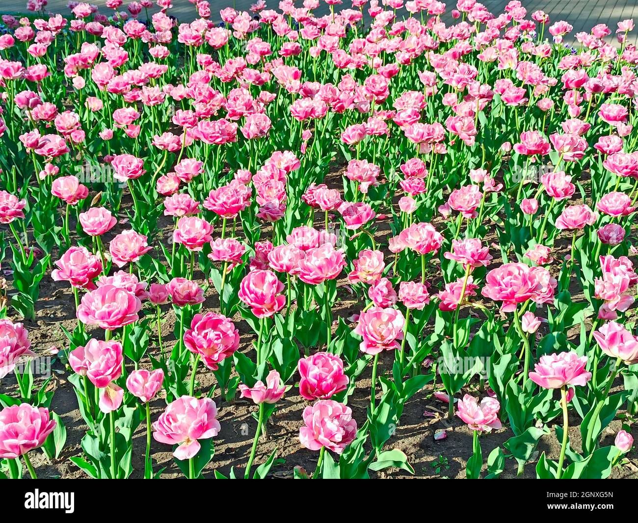 Pink tulips on flower bed in April. Pink tulips planted in garden ...
