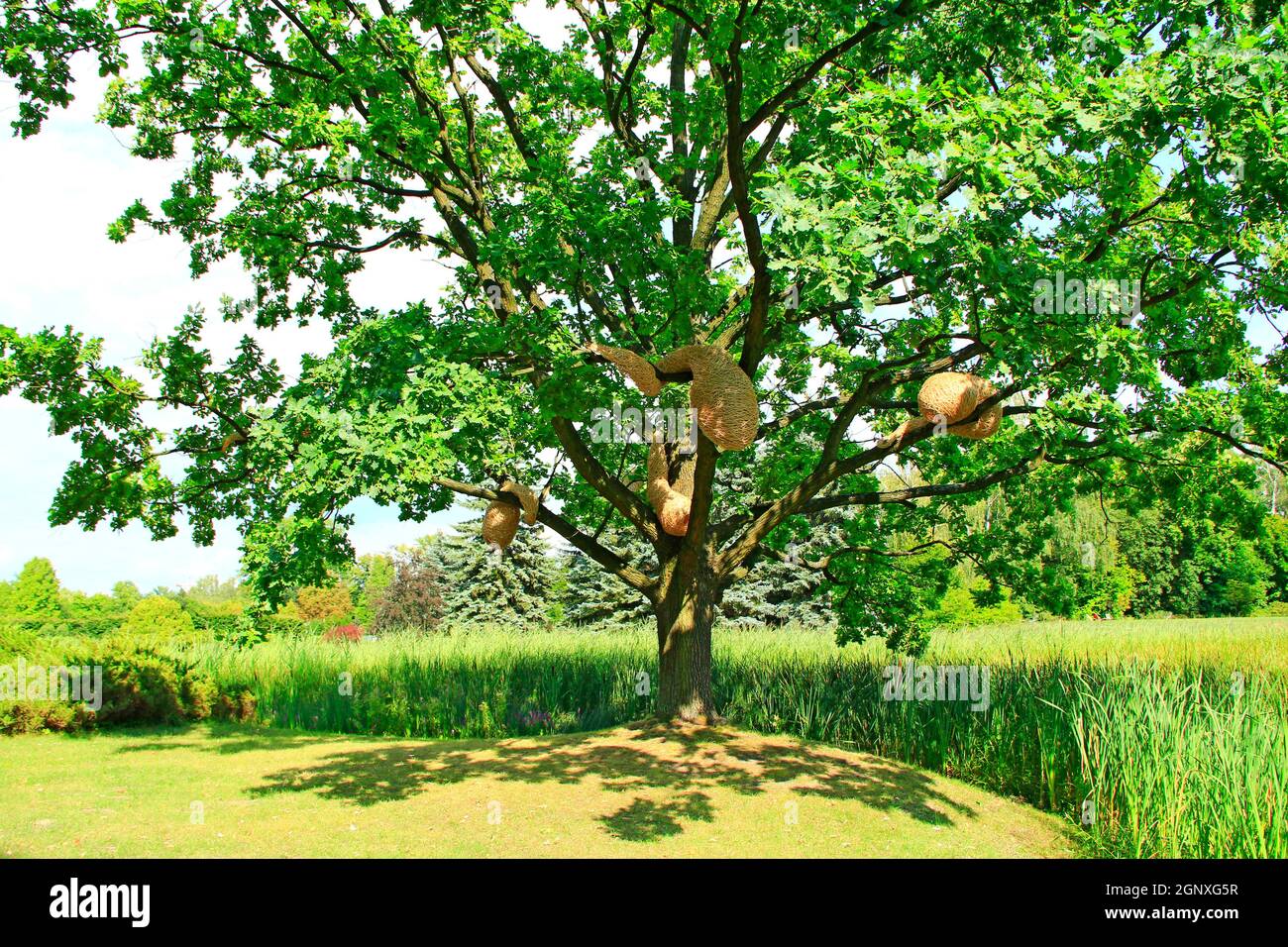 Large oak tree with artificial hornet's nests in summer park. Sprawling ...
